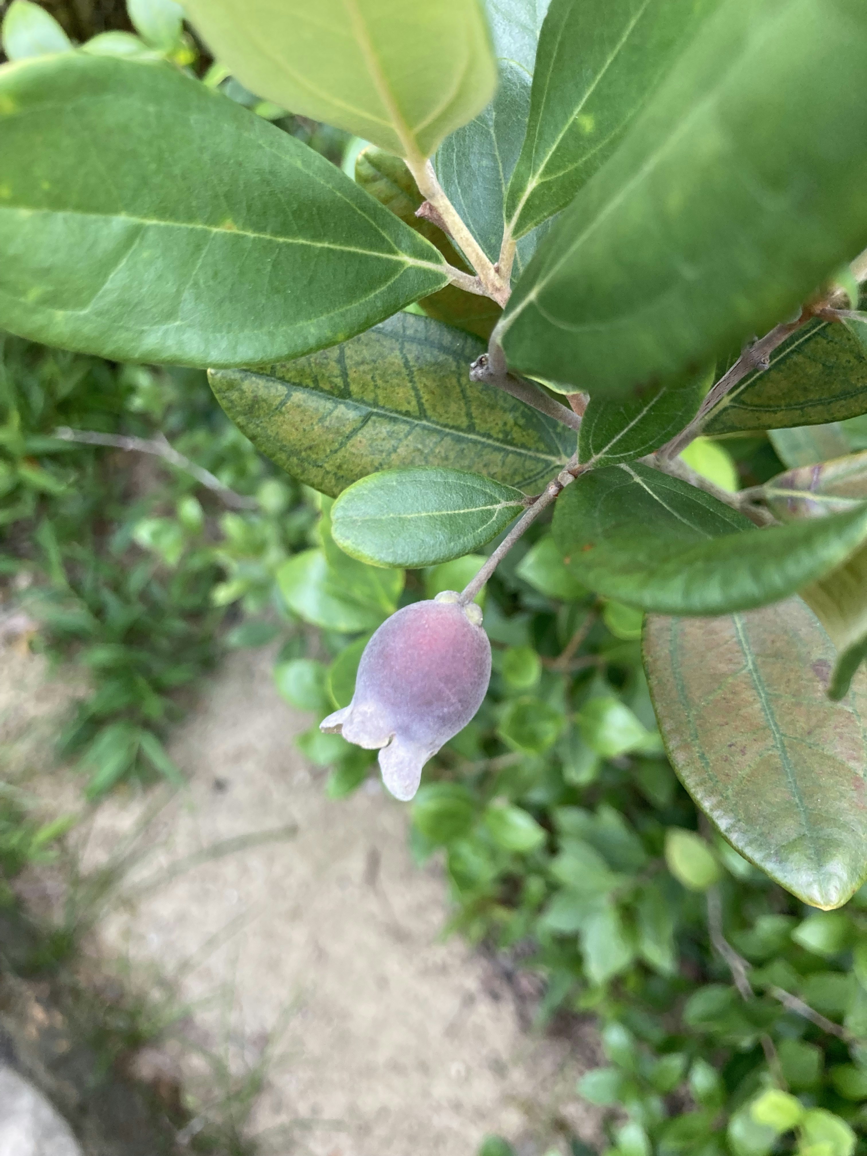 Blush-purple pendant fruit on sunlit green leaves
