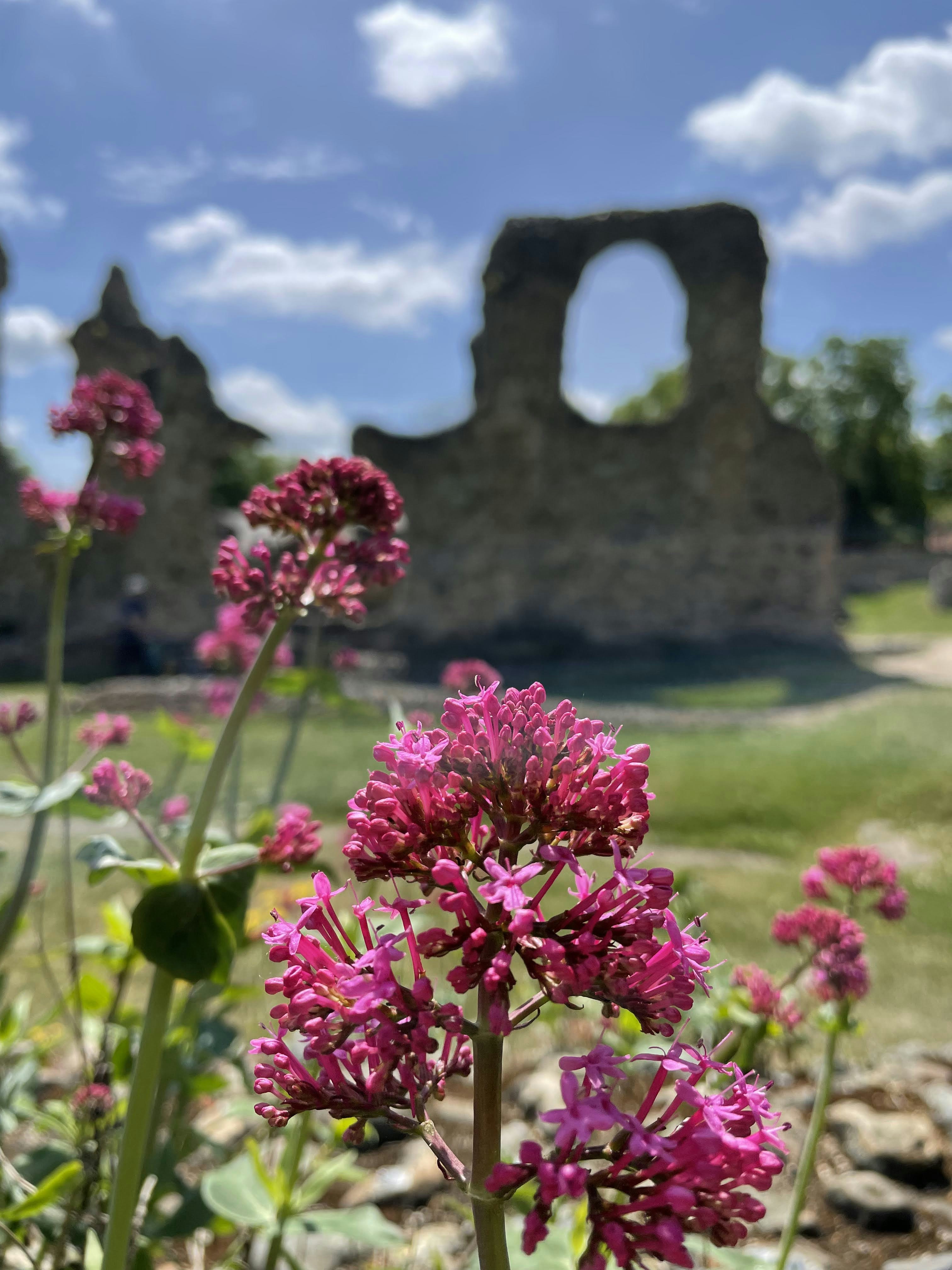 Close-Up Pink Bloom Framing a Weathered Arch Under a Summer Sky