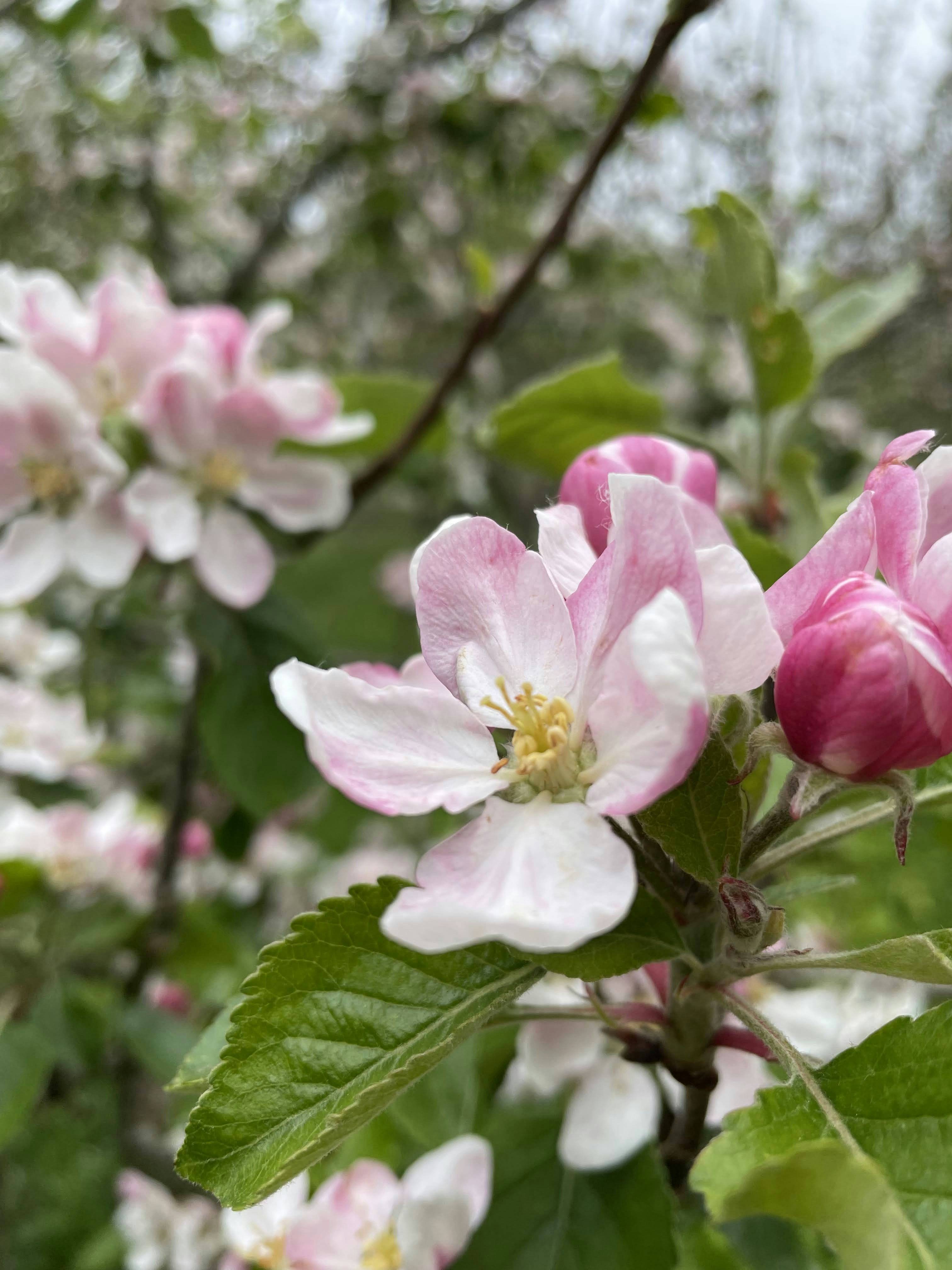 Center-Front Apple Blossom: A Crisp Close-Up of Pink-White Petals and Buds