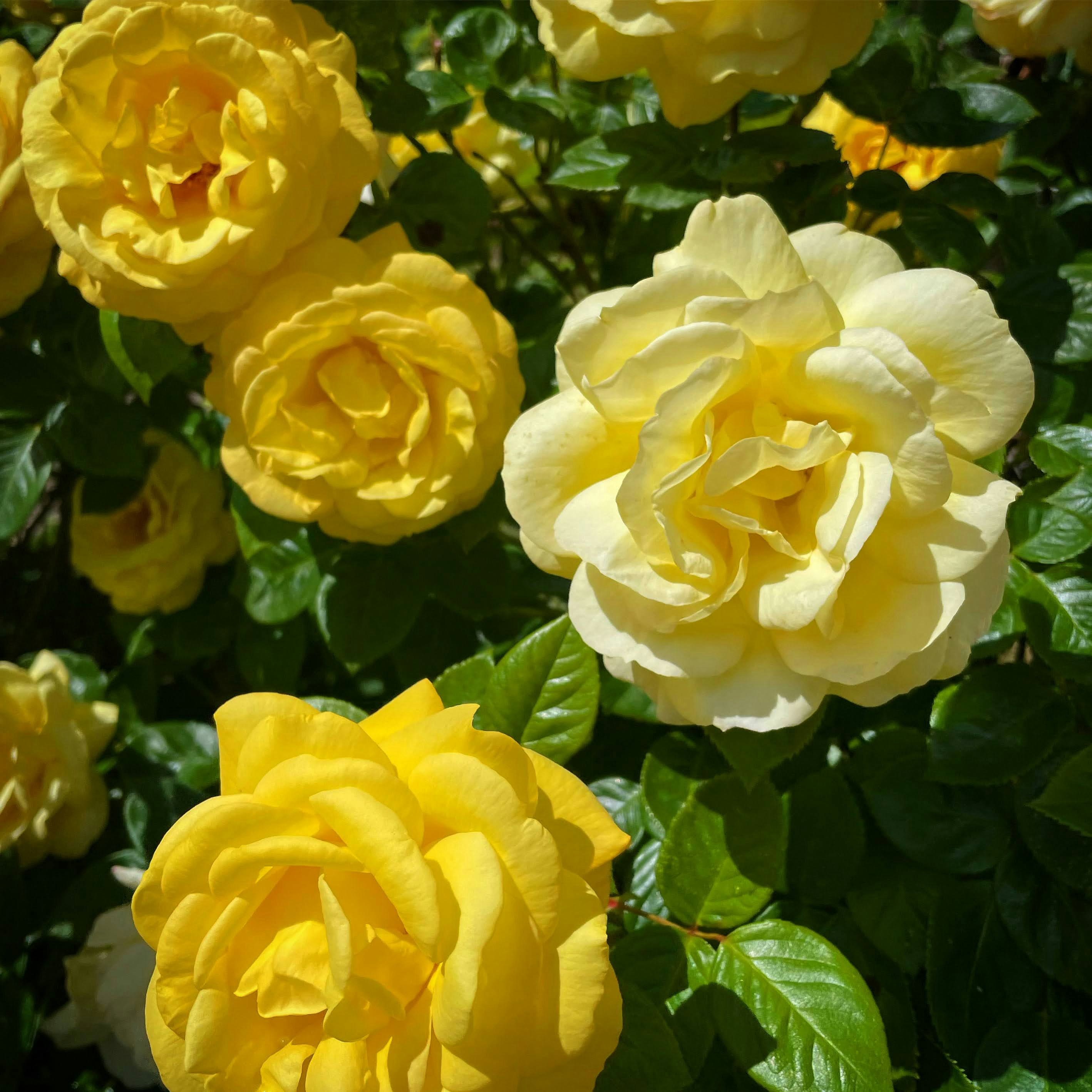 a group of yellow flowers
