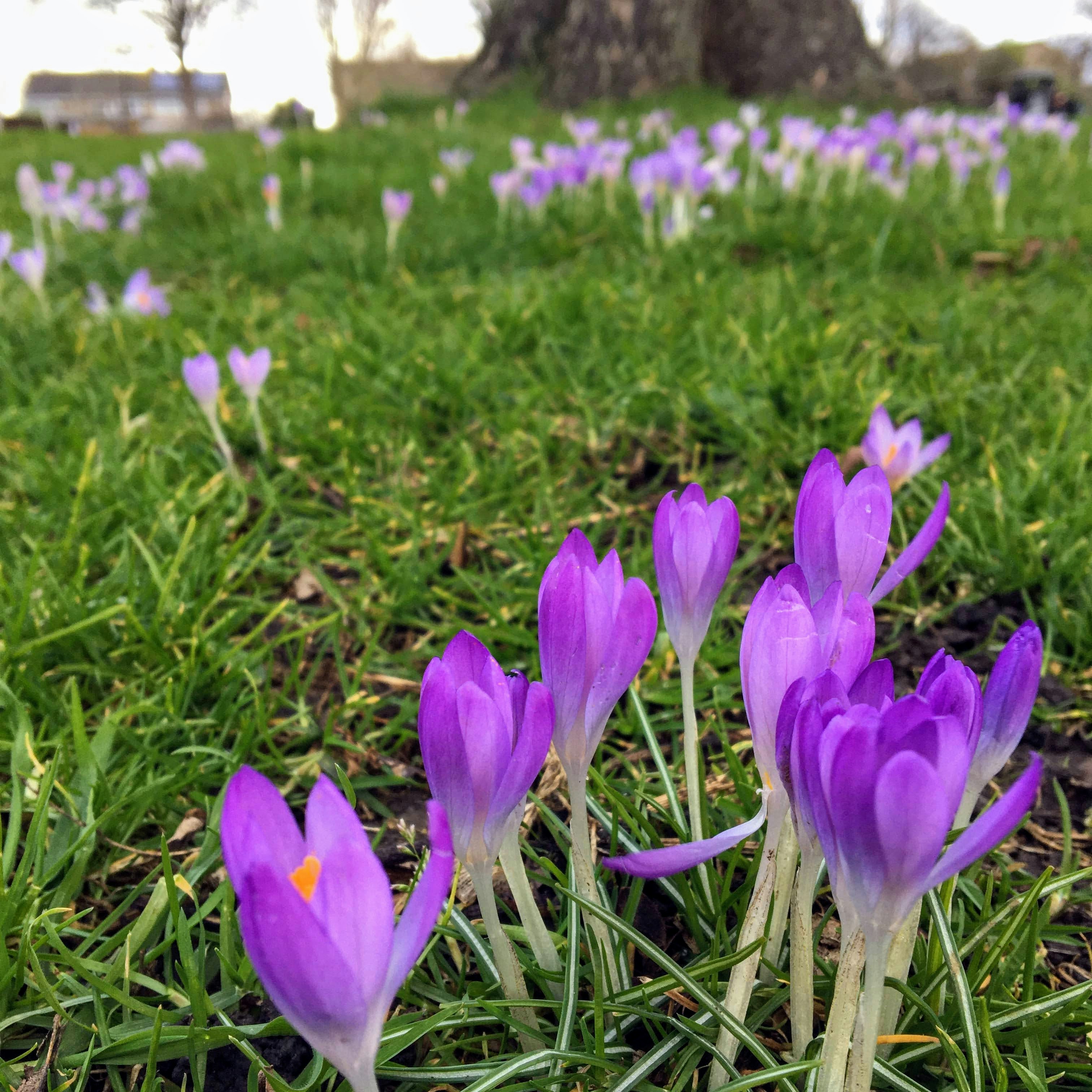 Lavender Crocus Carpet: Purple blossoms in a spring meadow