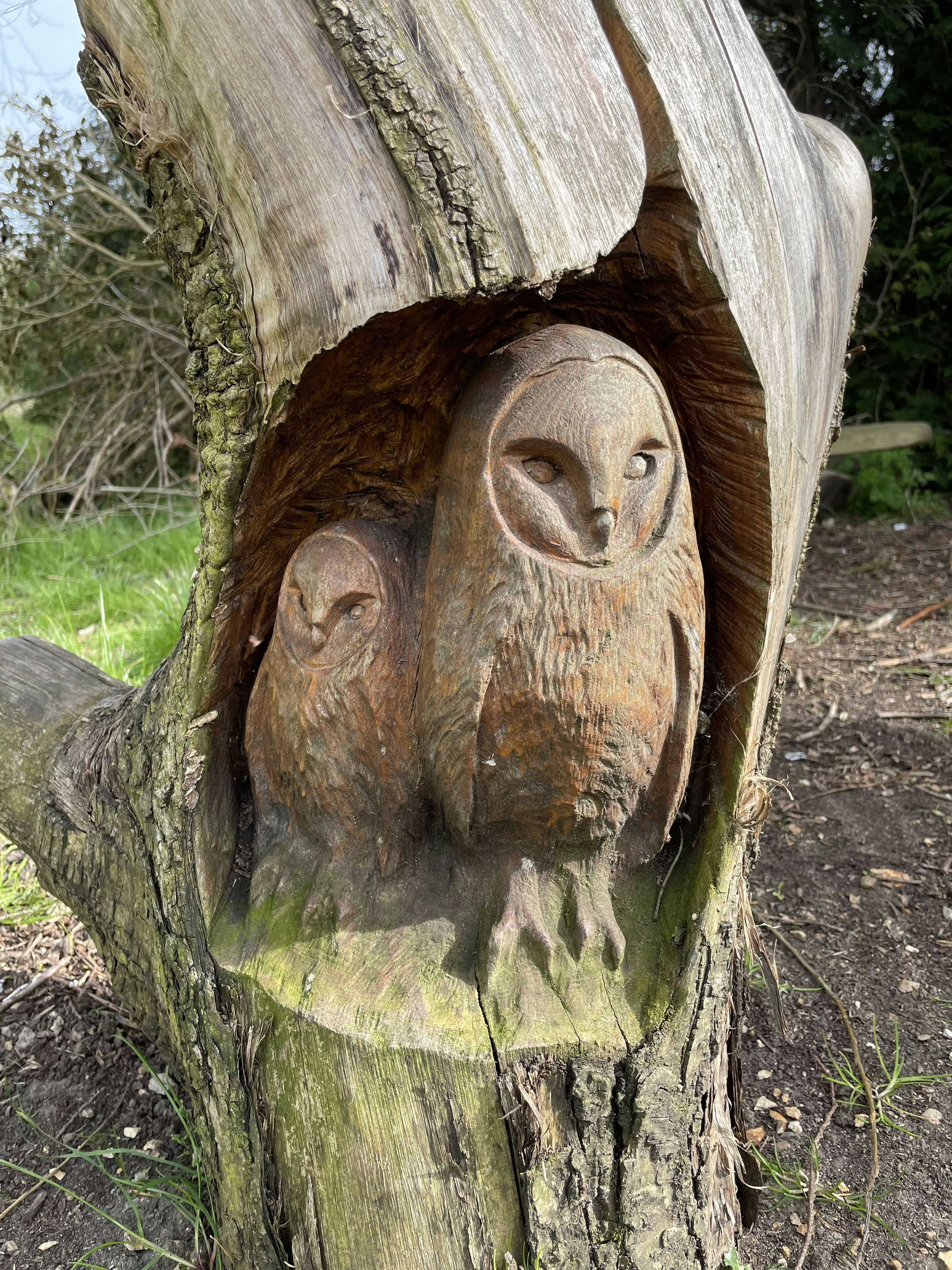 Tree Trunk Face
