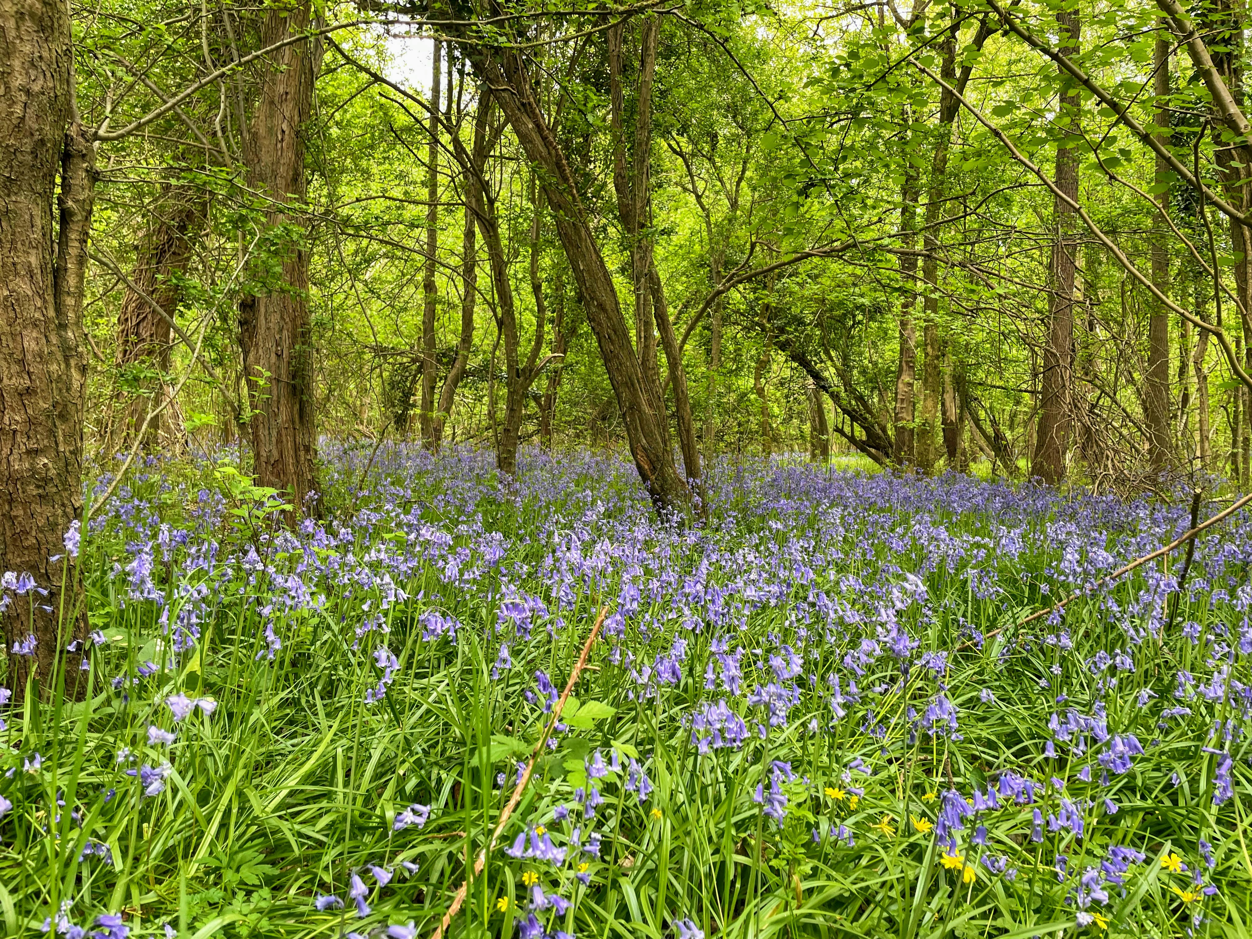 A field of flowers in a forest photo – Free Papworth wood Image on Unsplash
