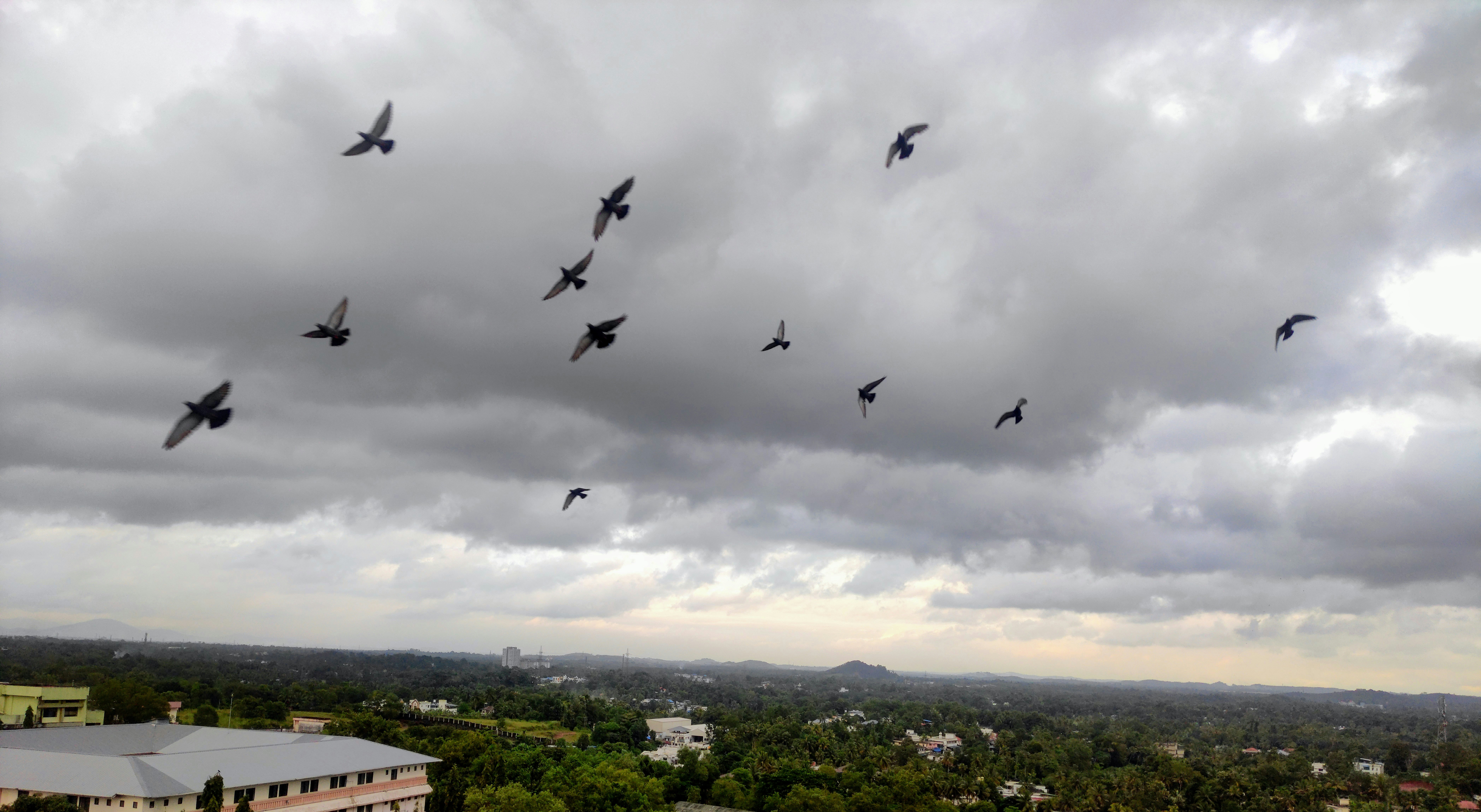 birds flying in the sky