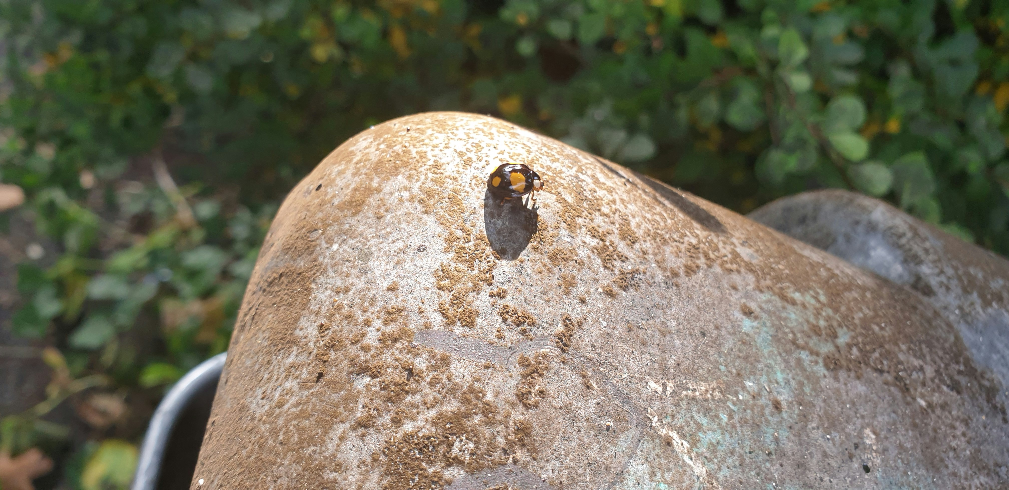 Rusty Cylinder with a Bee: Close Look at Weathered Metal and a Fly