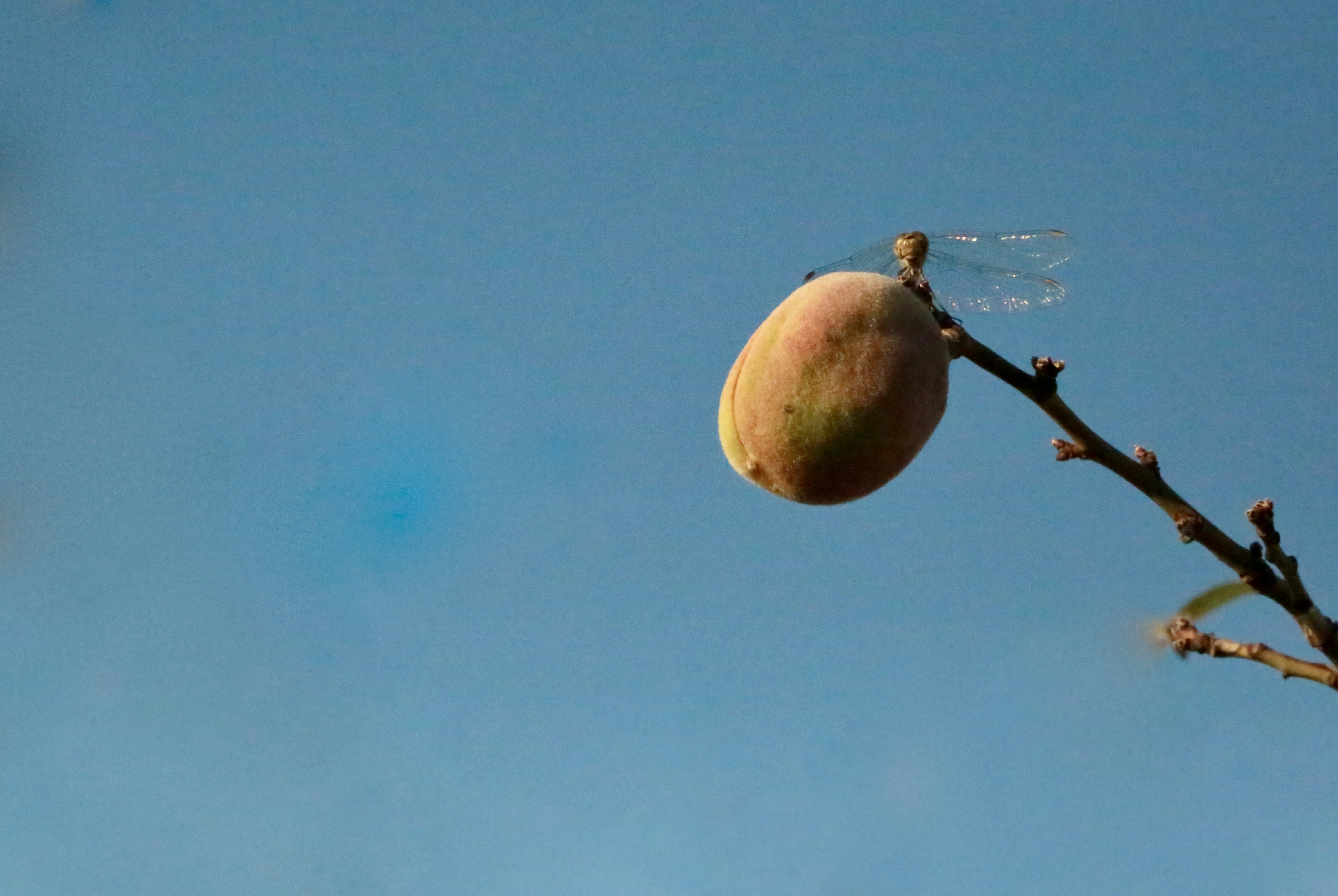 Azure Sky, Lone Peach: a solitary fruit on a slender branch