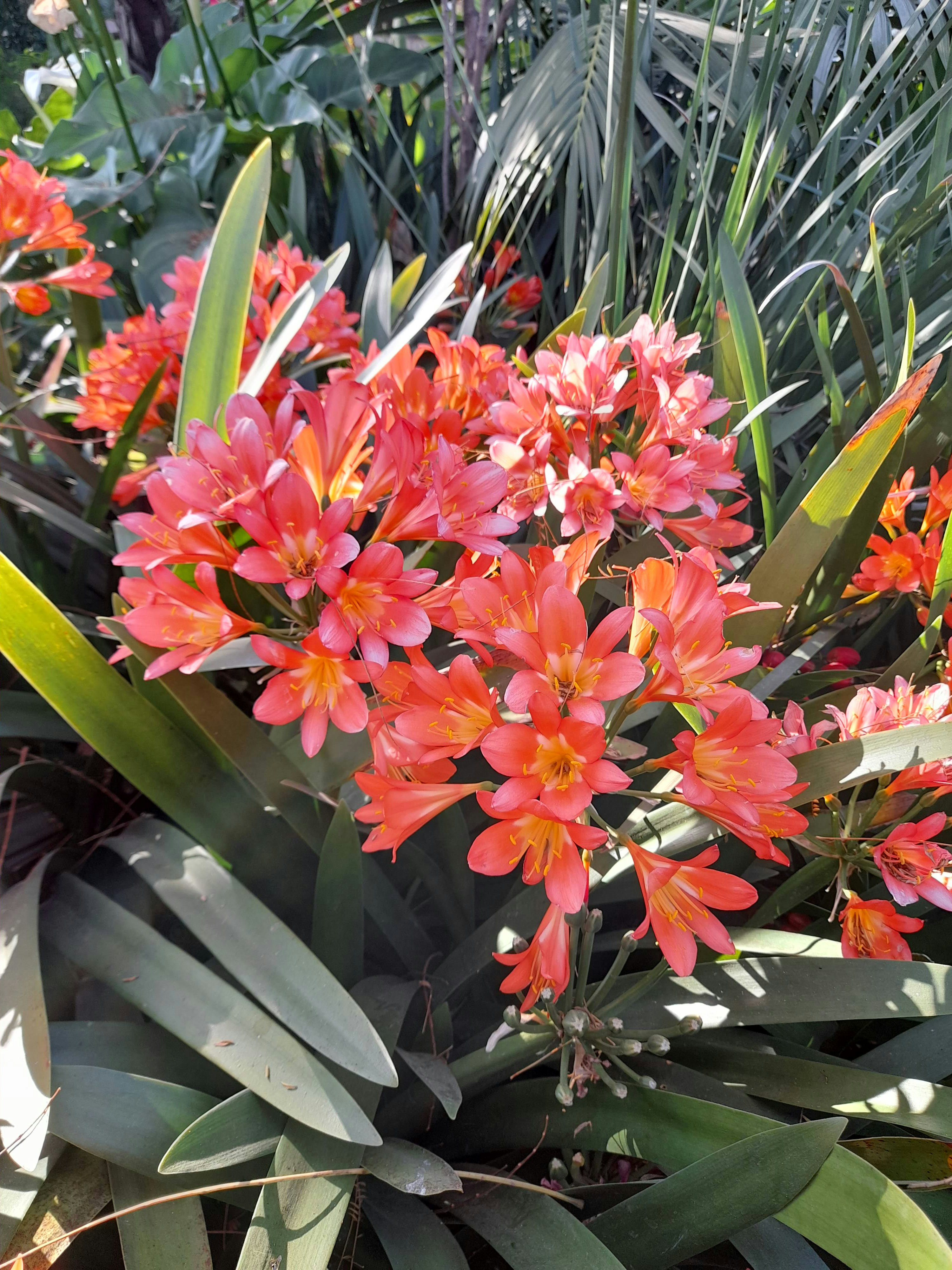 Beautiful bush of Clivias in Zimbabwe
