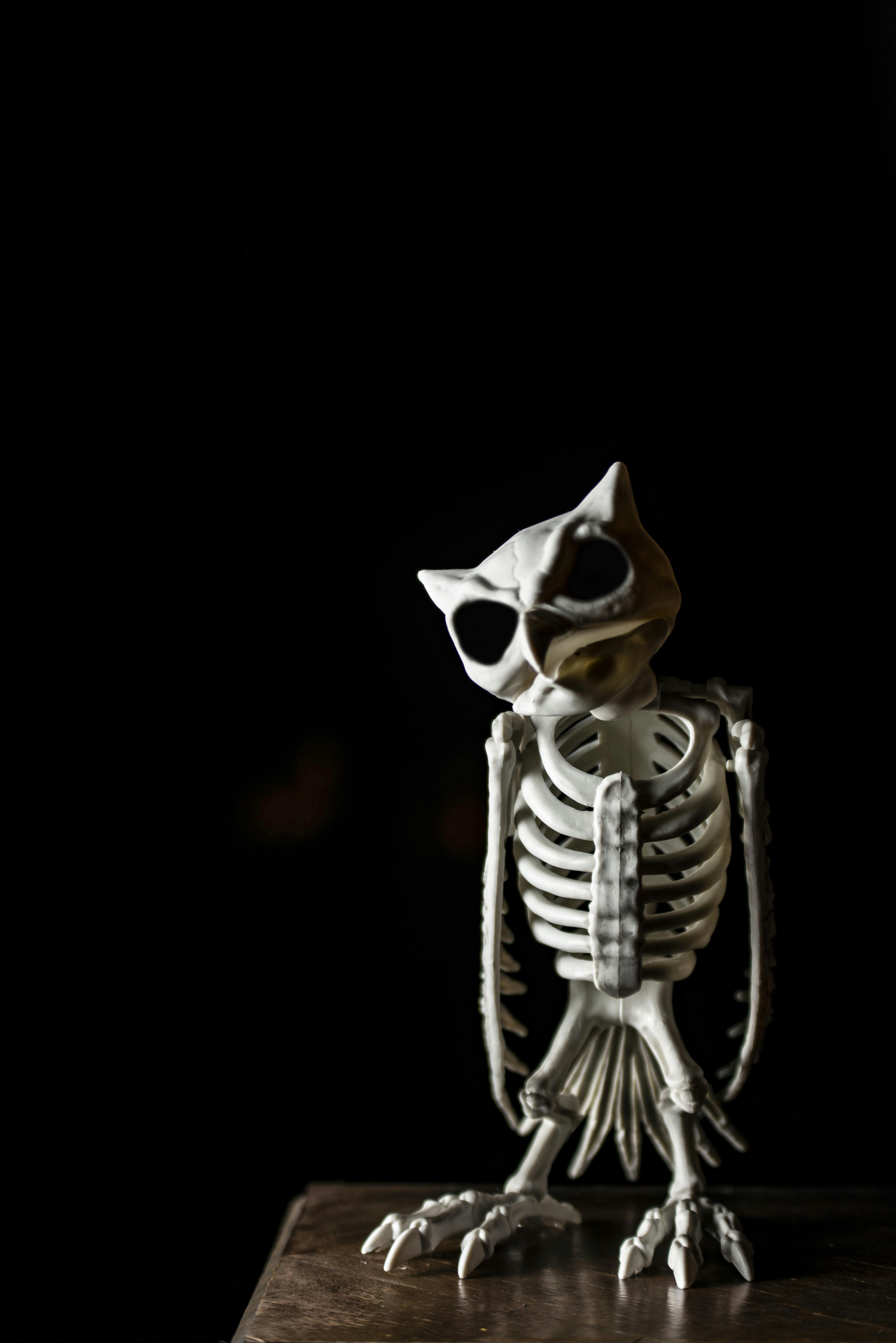 A skeleton with a helmet photo – Free Skeleton Image on Unsplash