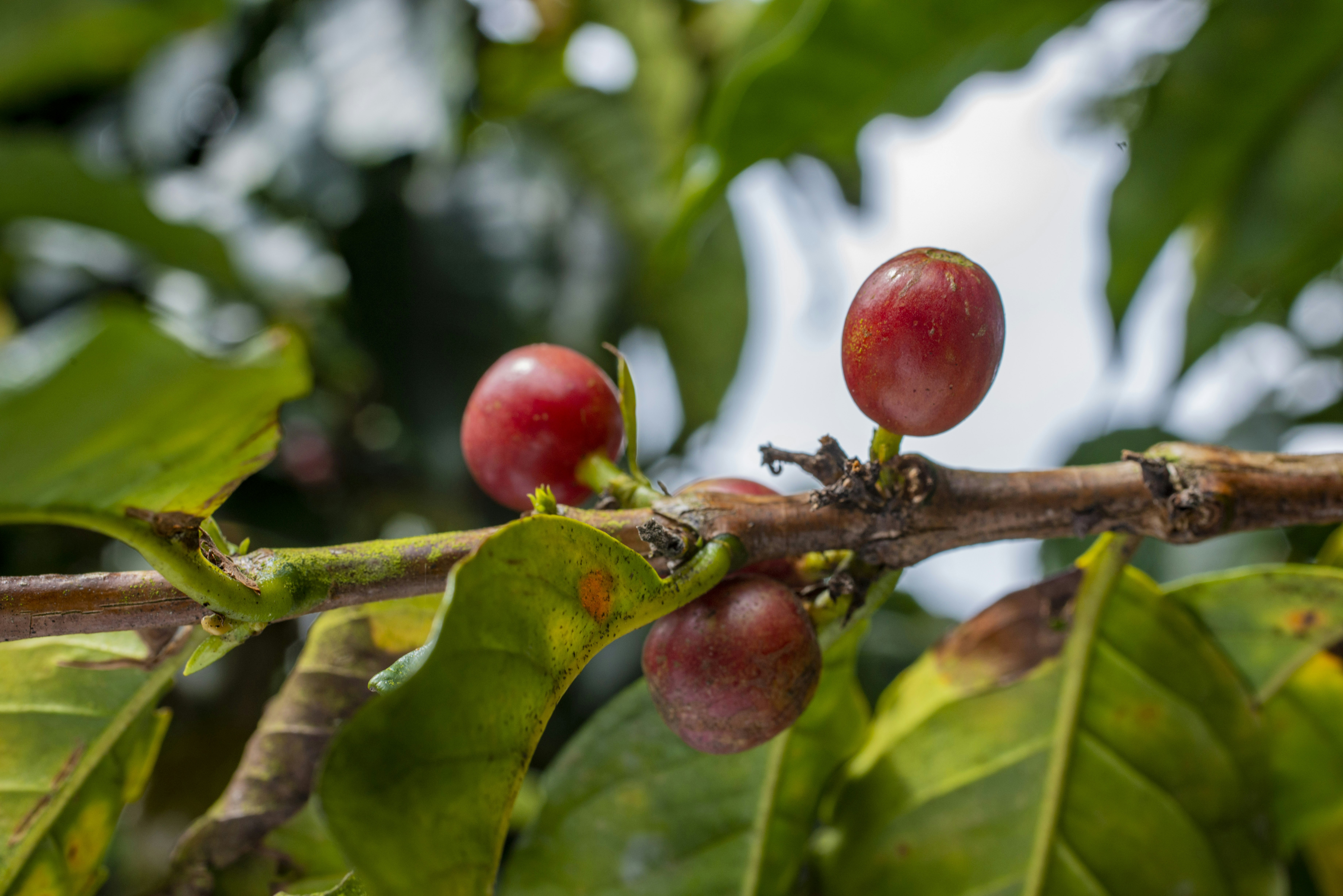Cerises sur un arbre photo – Photo Cerise Gratuite sur Unsplash