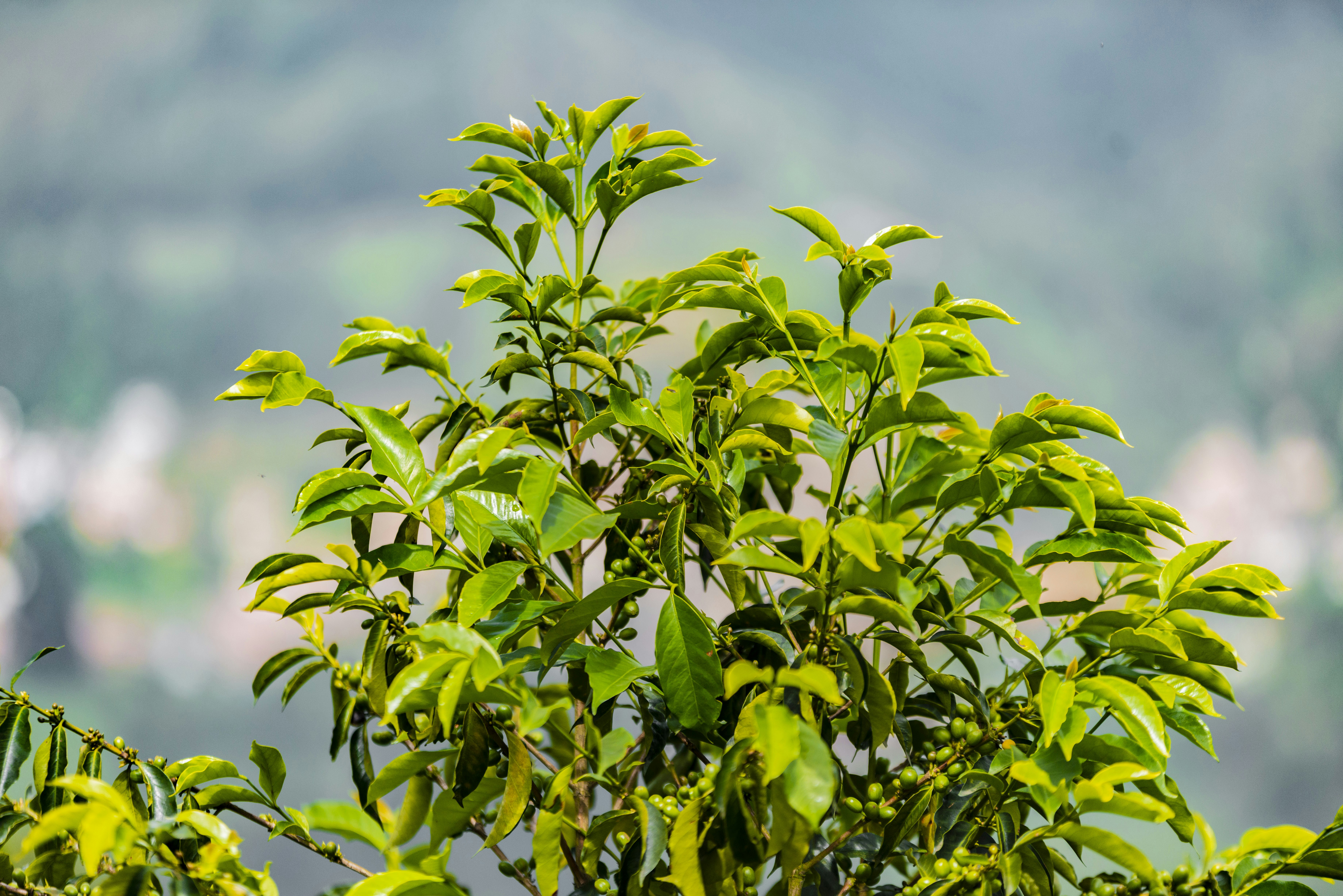 Verdant Crown: A Citrus‑Green Foliage against a Soft Hillscape