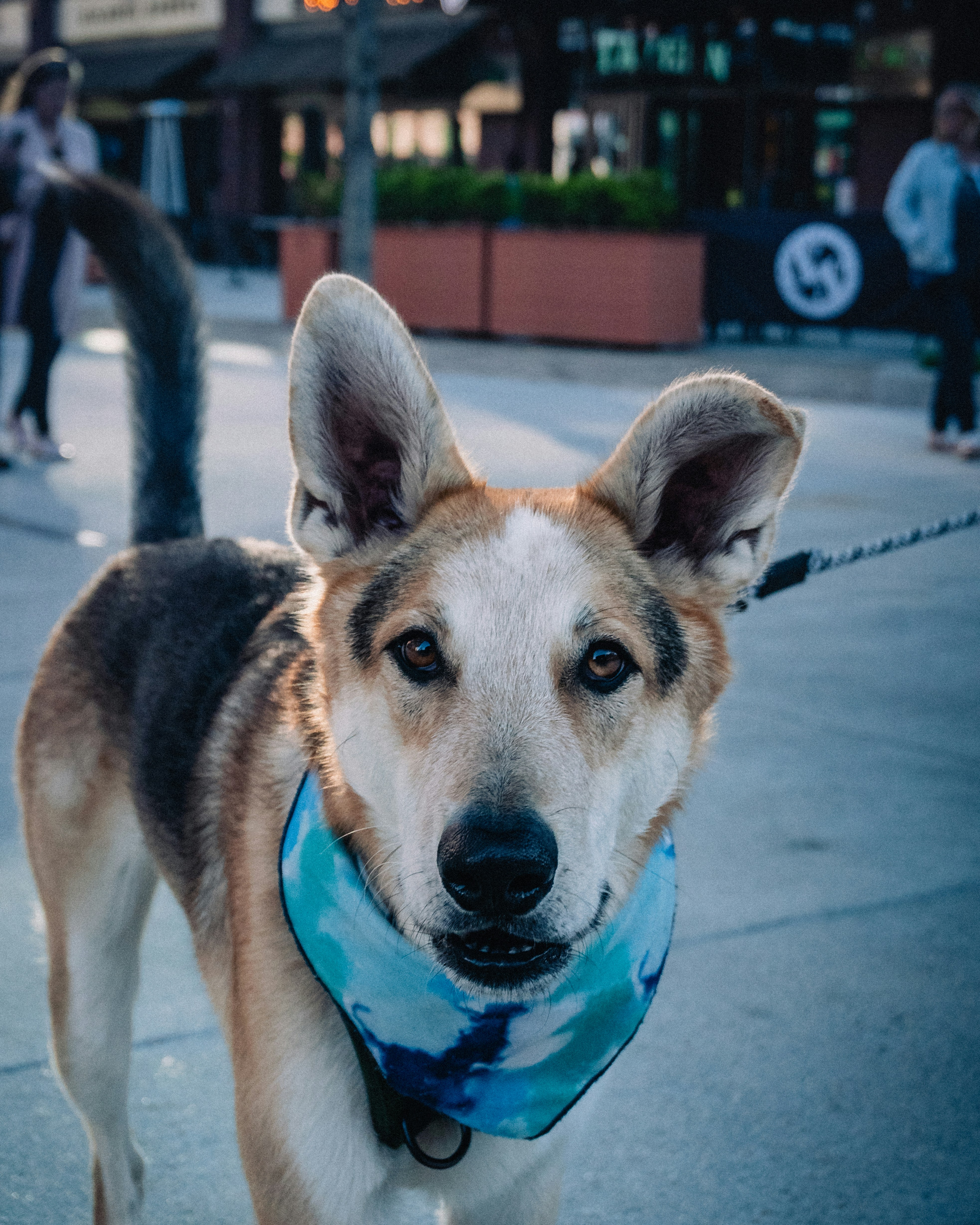A brown dog being walked through the city. 