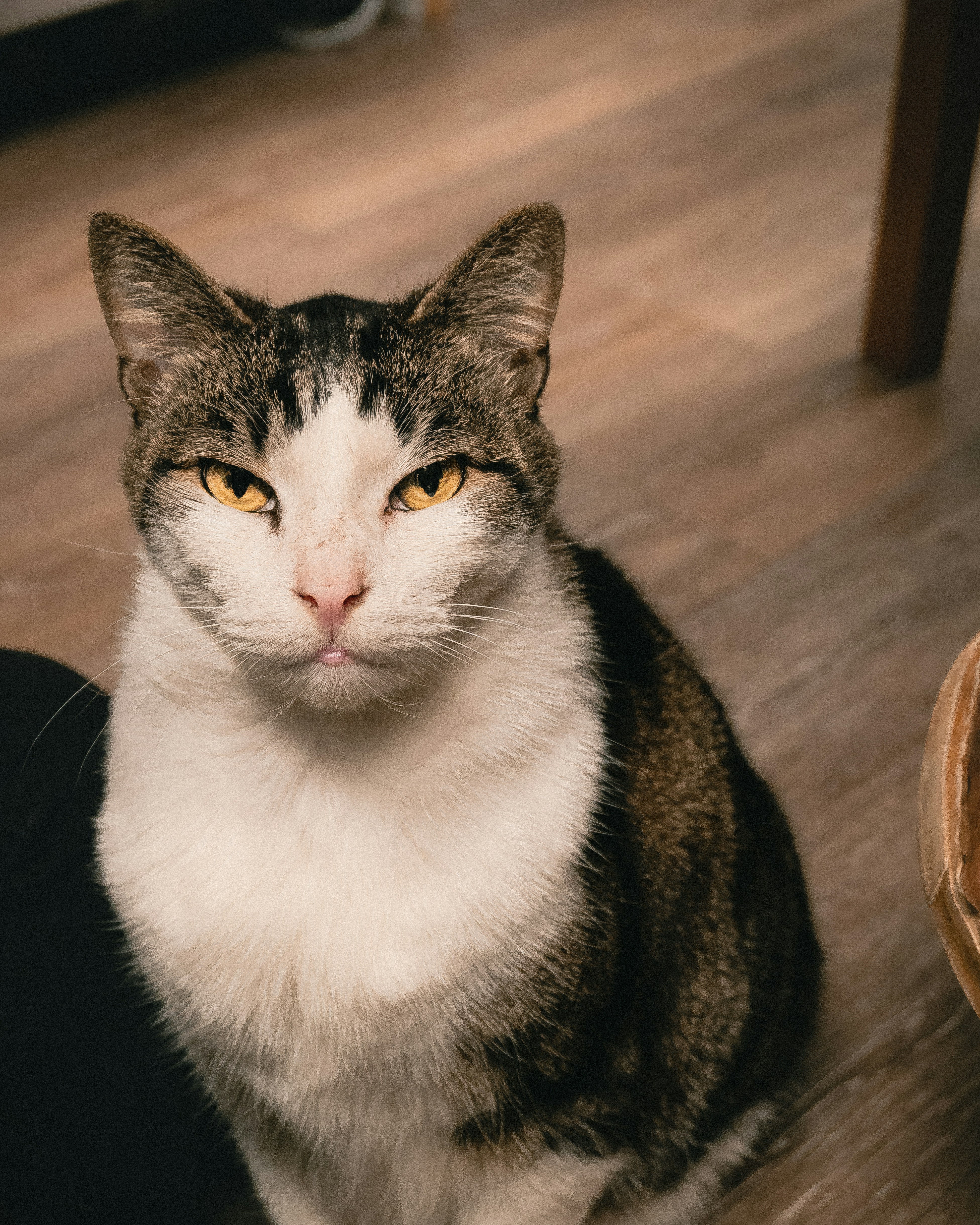 Foto Un gato sentado en un piso de madera – Imagen Fondo de madera ...