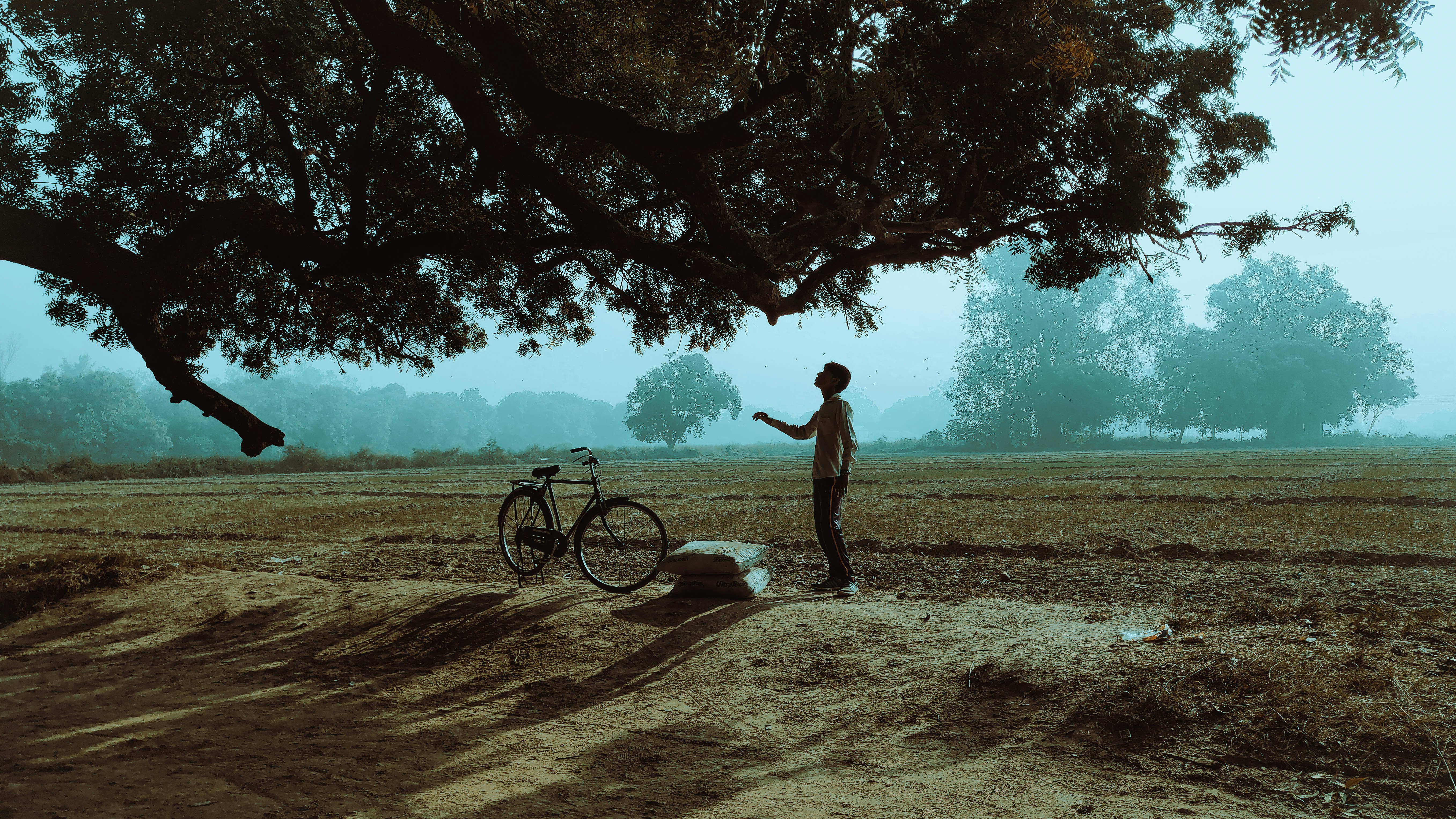 Bike, Shadow, and Distant Field: A Quiet Moment Under a Gnarled Tree