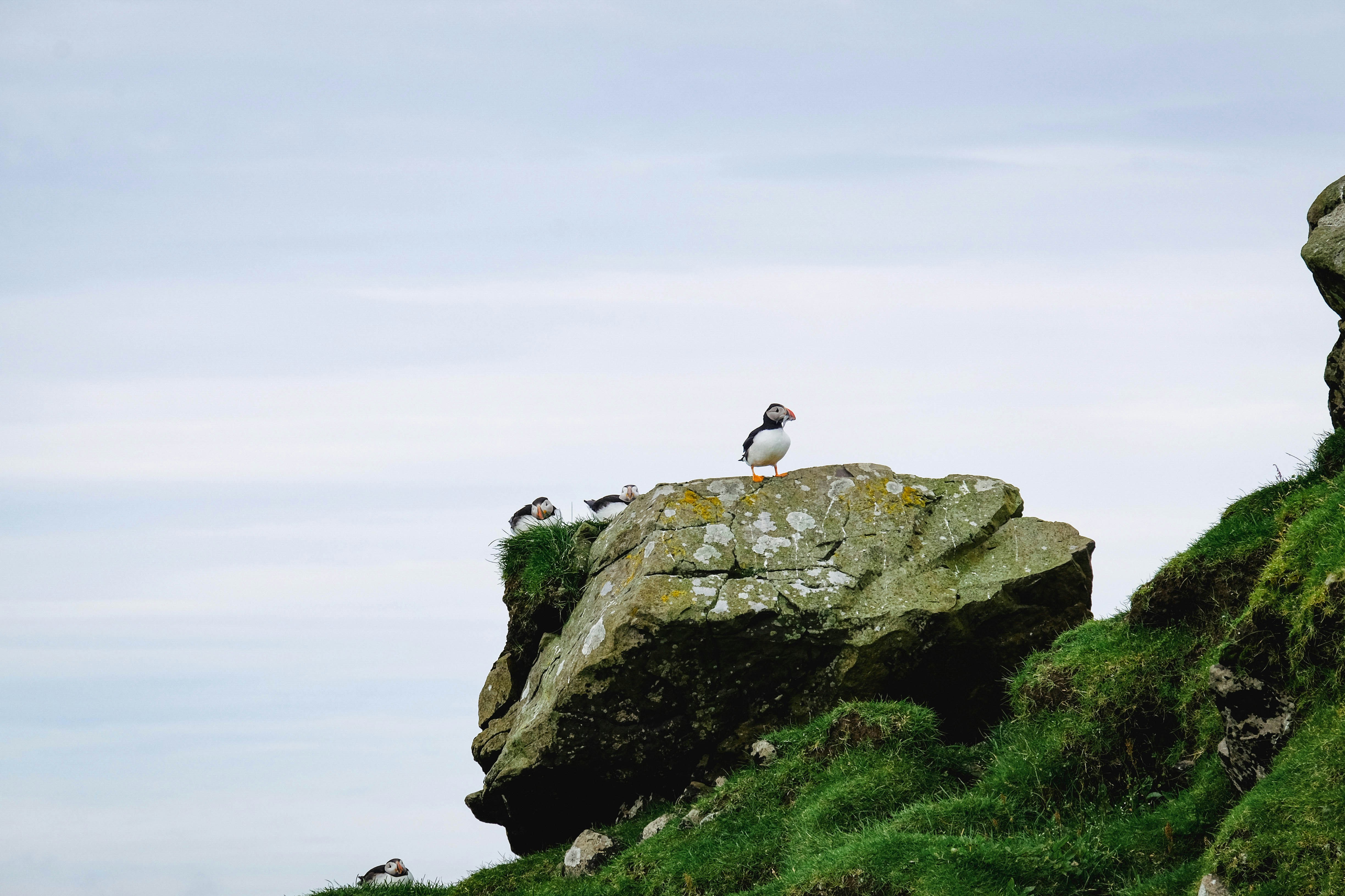 A group of birds on a rock photo – Free Mykines Image on Unsplash