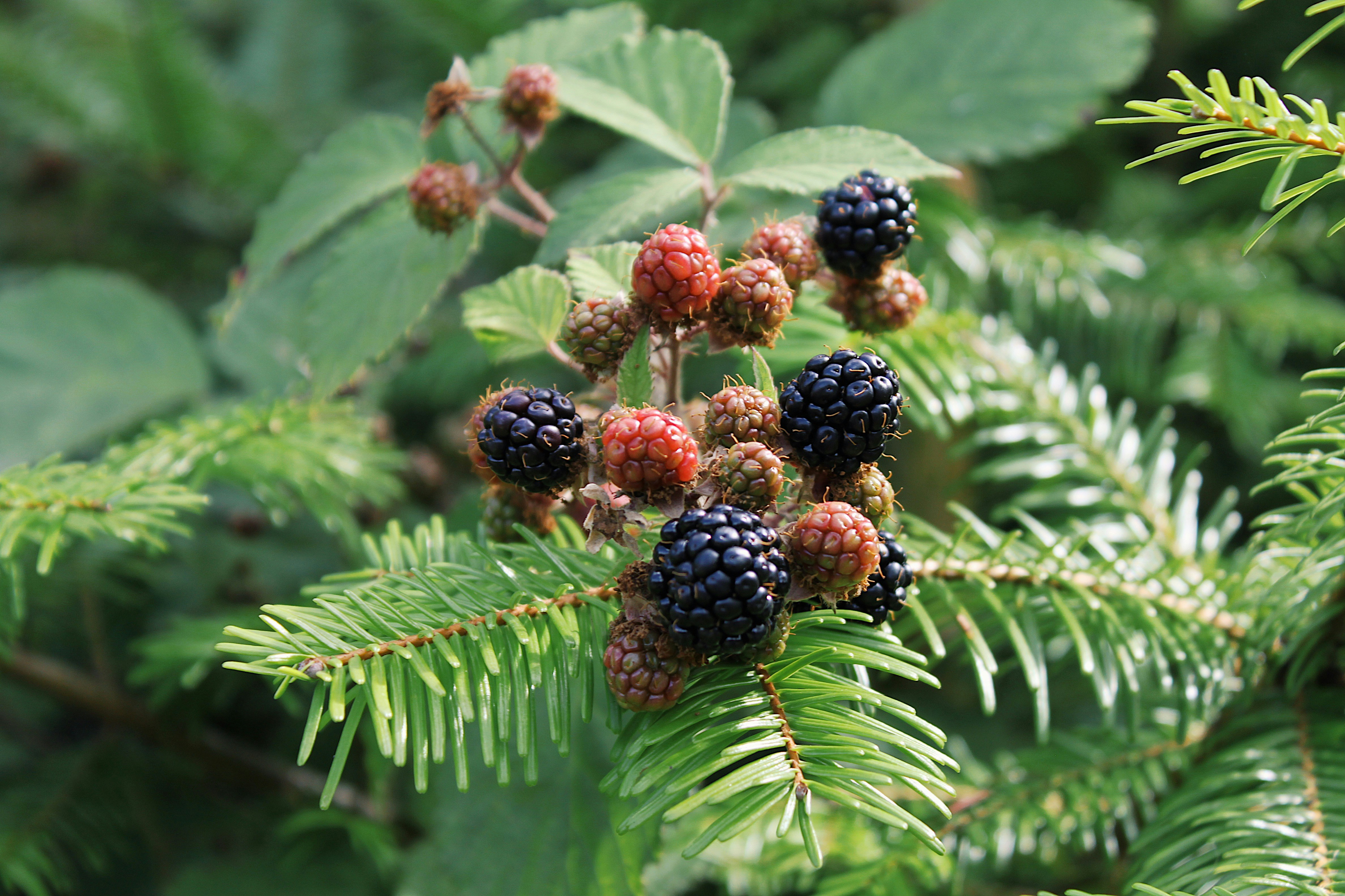 A group of berries on a plant photo – Free Denmark Image on Unsplash