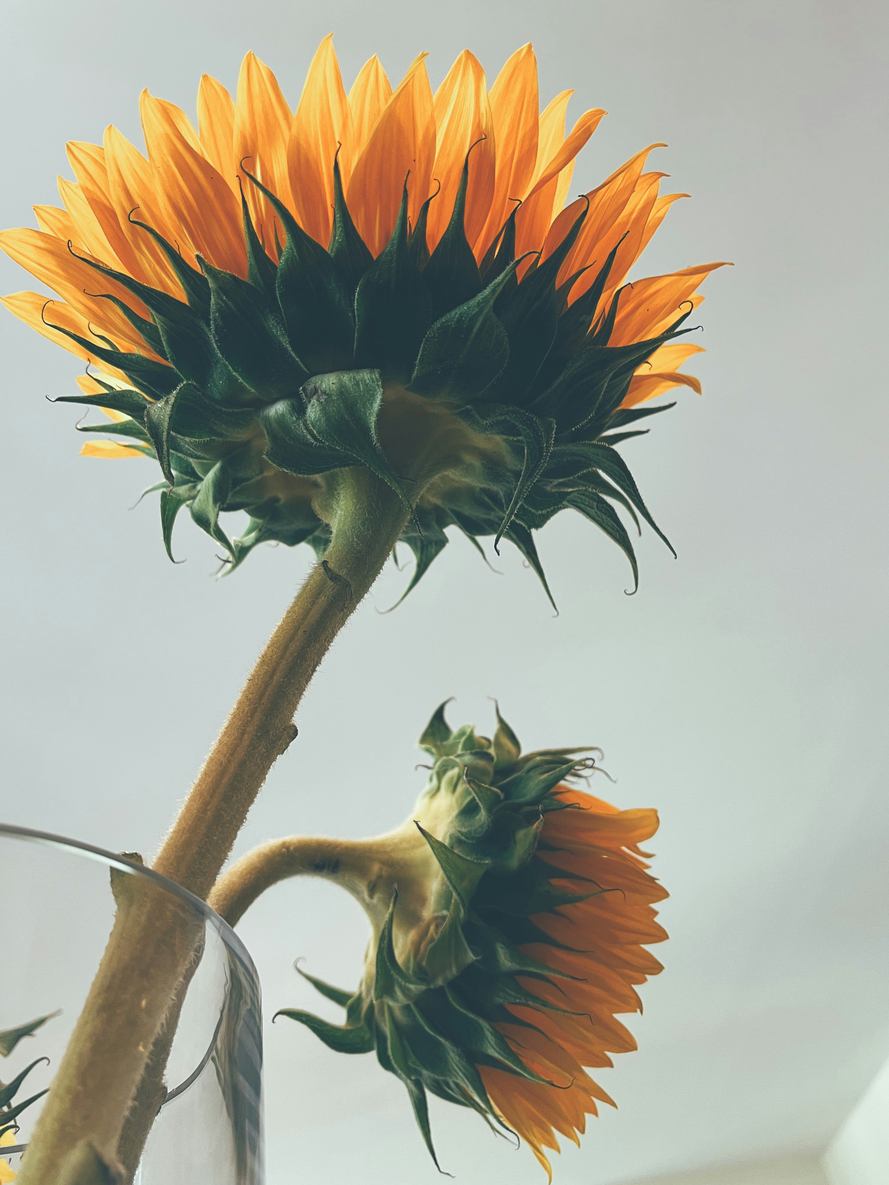 Sunflower Studio: A Tilted Garden’s Radiant Peak