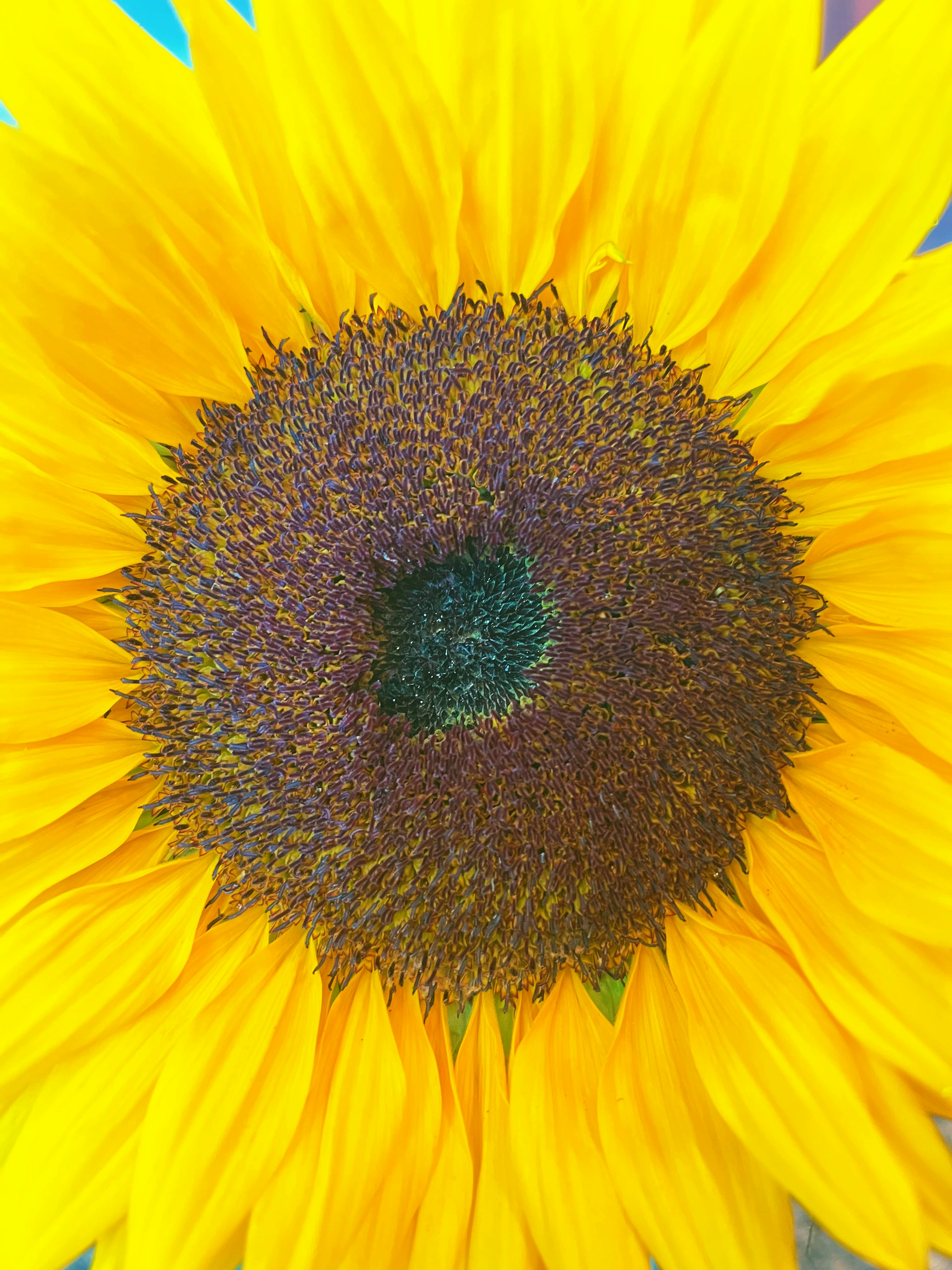 Gold Core Macro: The Sunflower's Radiant Seed Ring