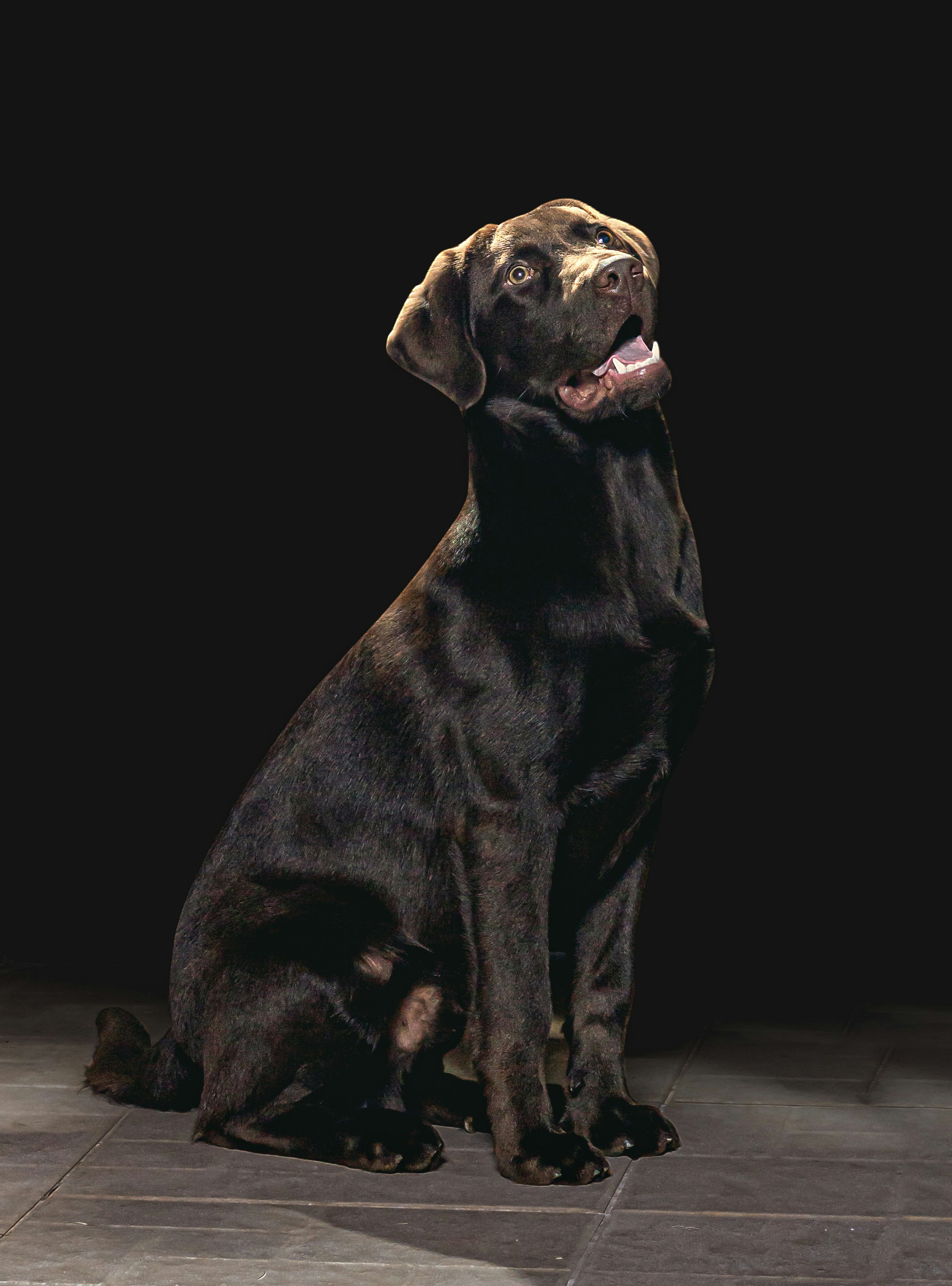 Noir Labrador Under Studio Spotlight: A Quiet, Alert Portrait