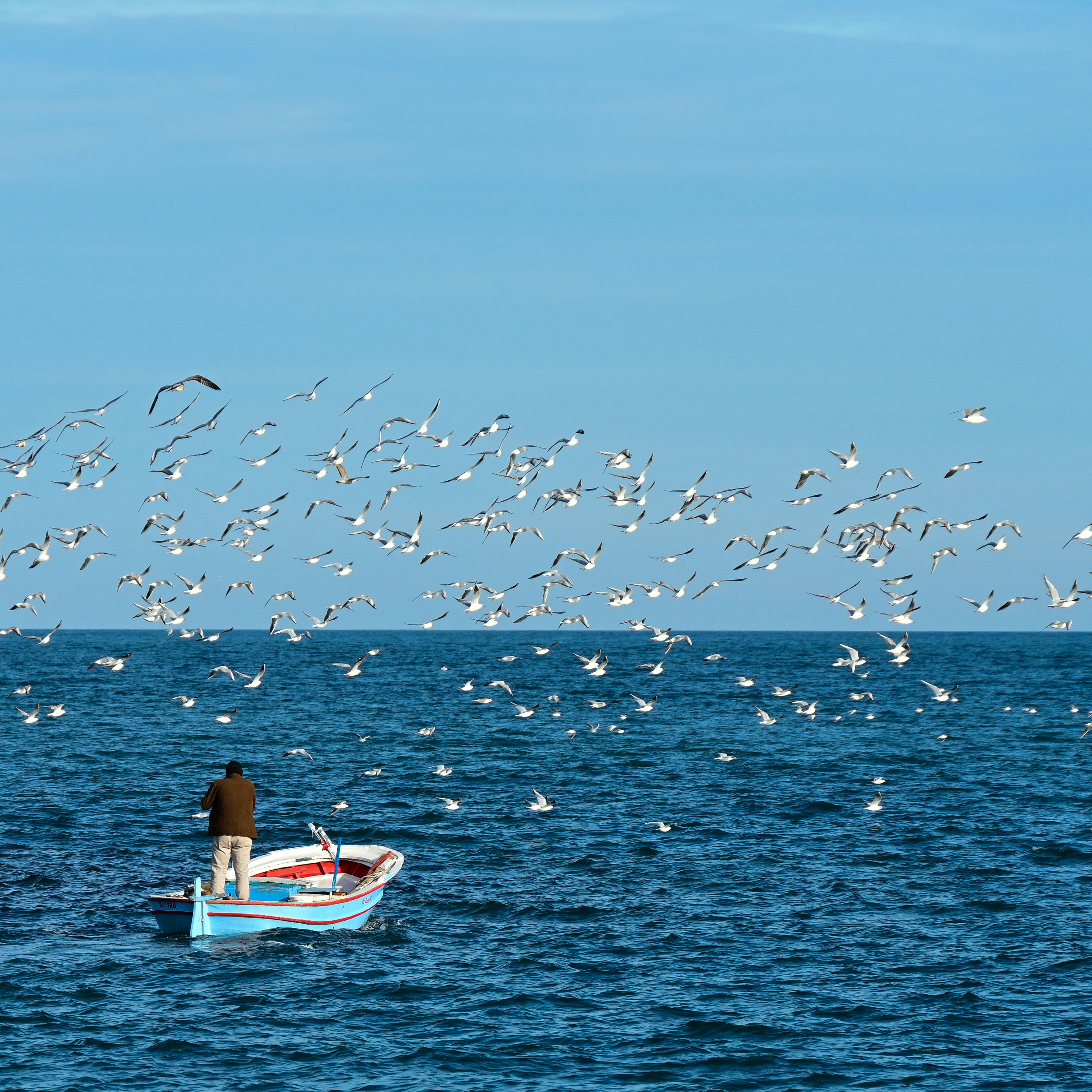 Seaman fishing and seagulls 
Balıkçı ve martılar
Visser en meeuwen
