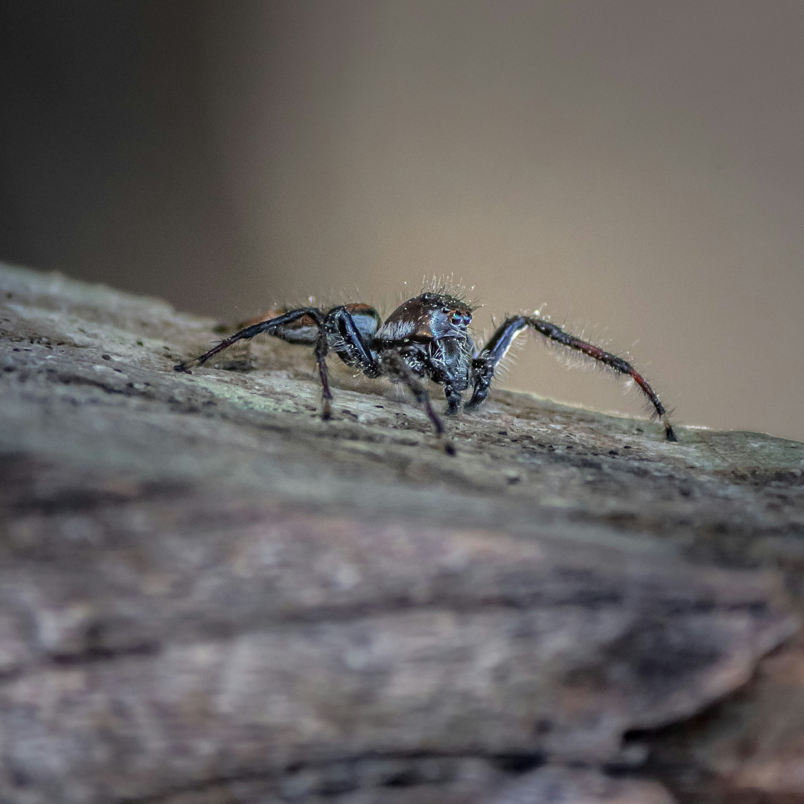 On the Edge of Grain: A Tiny Spider Traversing Weathered Bark