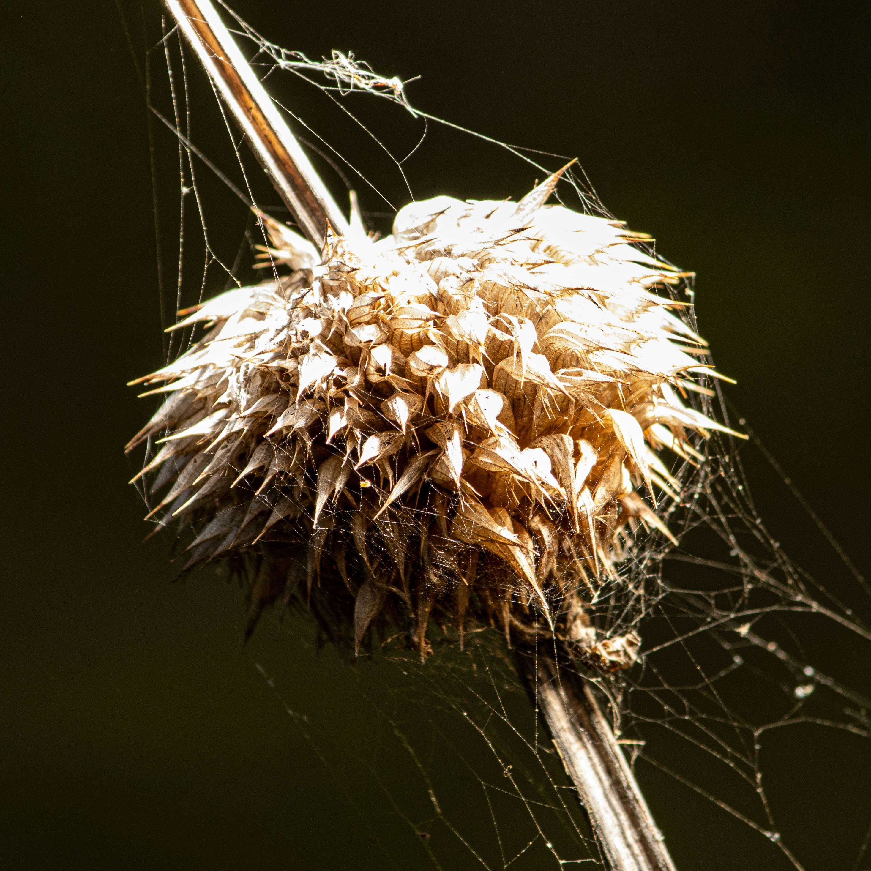 Close-up Macro shot of a funny spiky plant | a close up of a dandelion