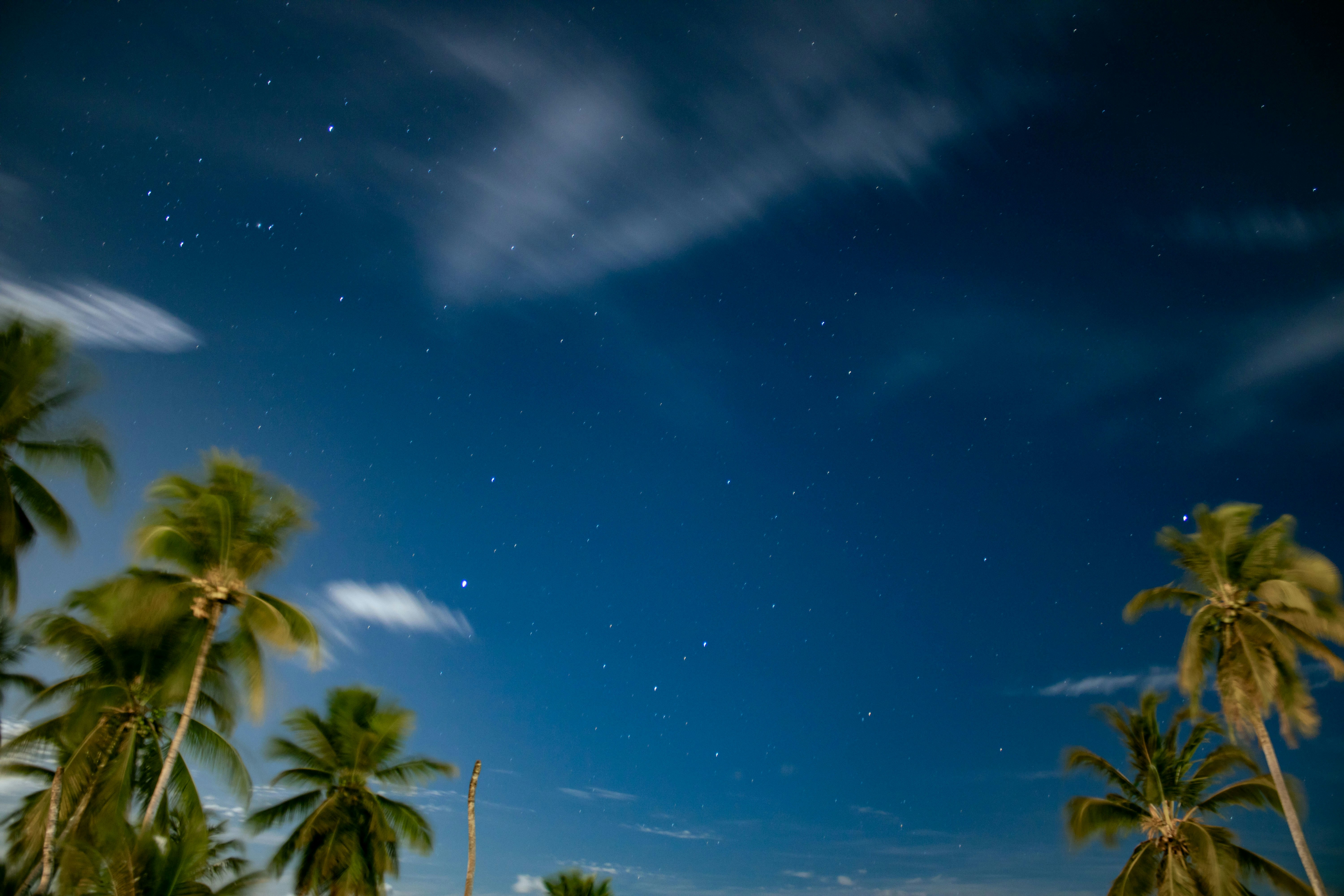 Long-exposure shot of palm trees at night