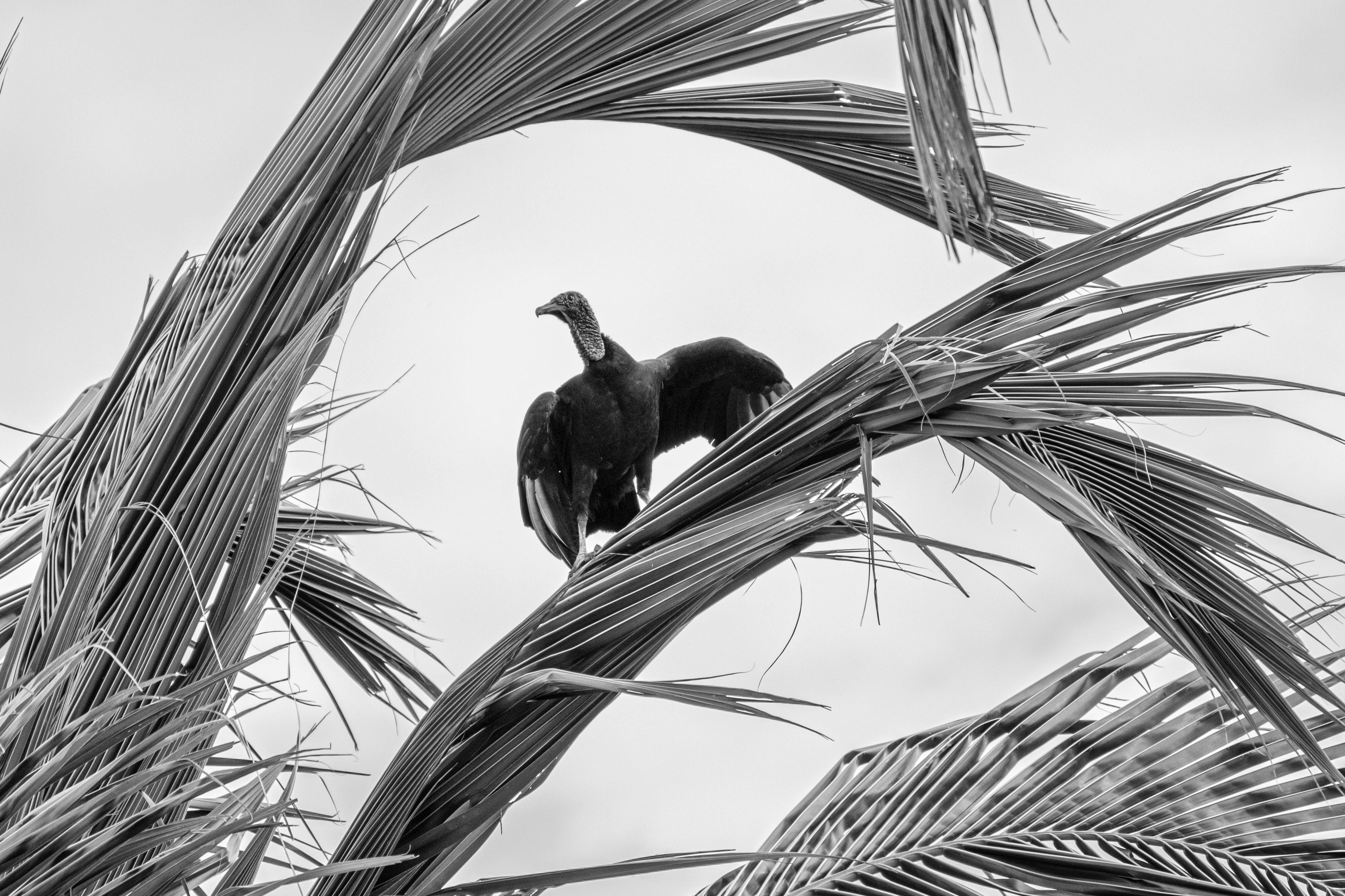 Black and white picture of a vulture about to start flying from tropical palm trees