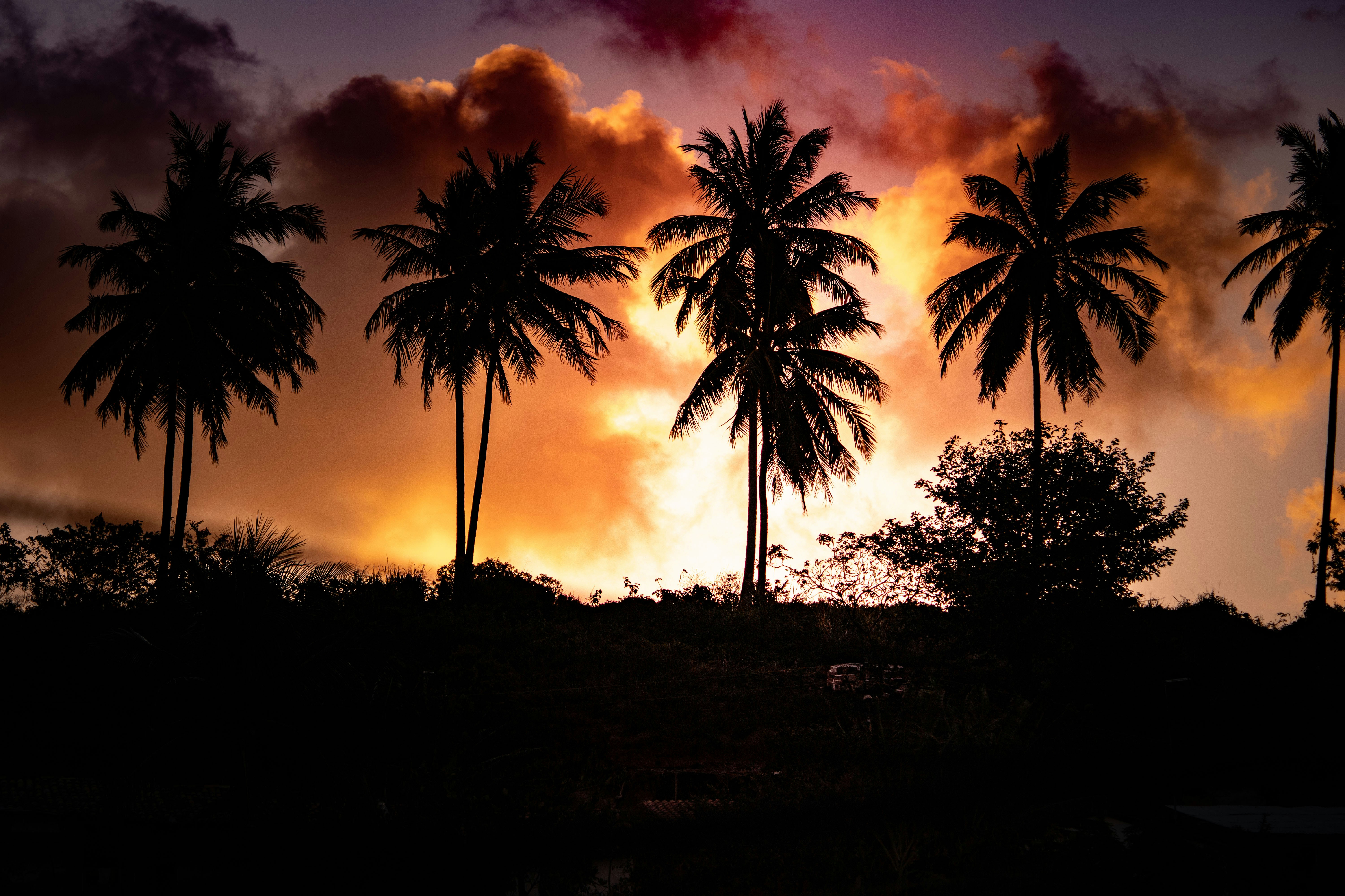 Ember Silhouettes: Palm Trees Framing a Fiery Sunset