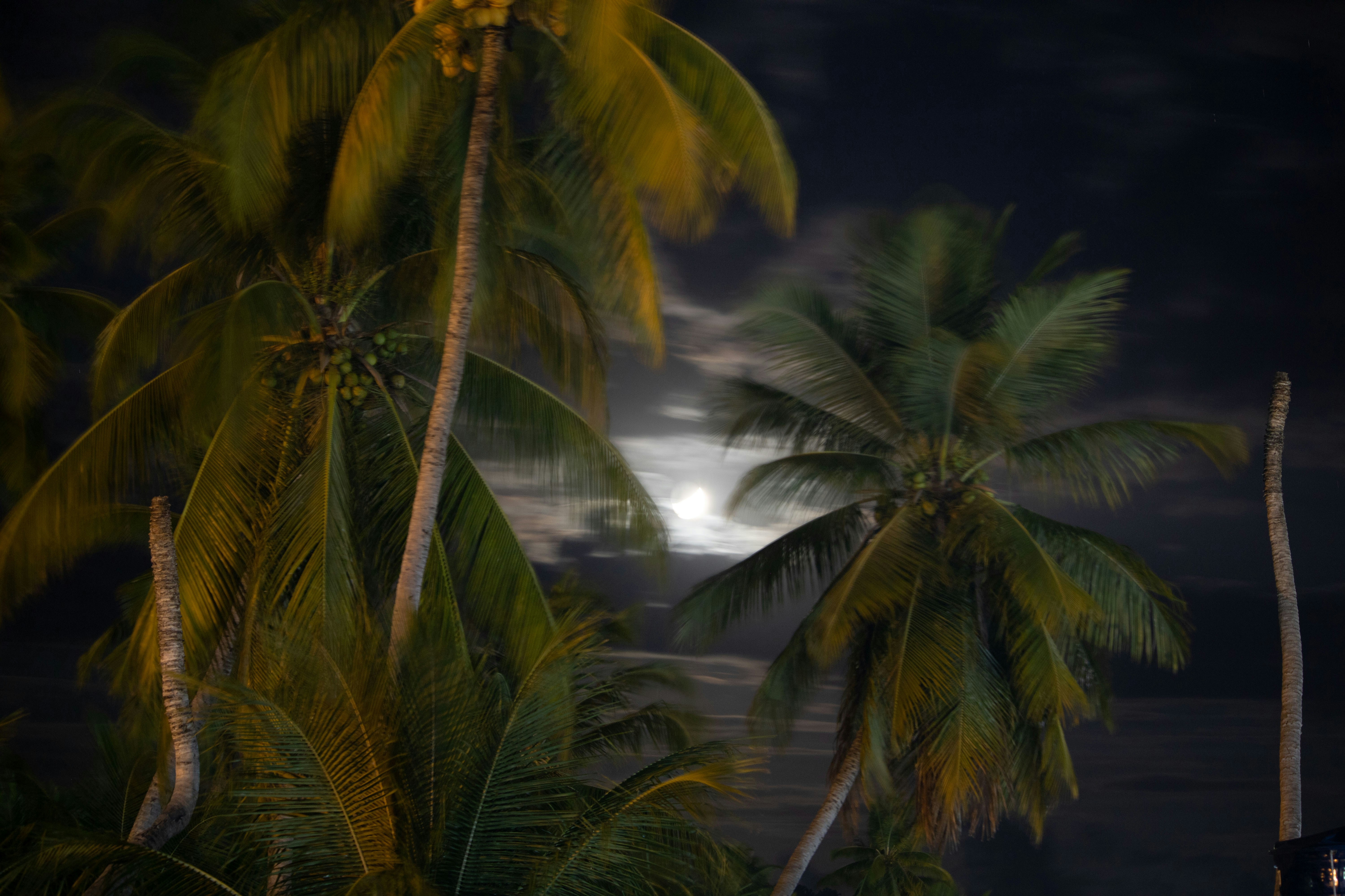 Long-exposure shot of palm trees at night