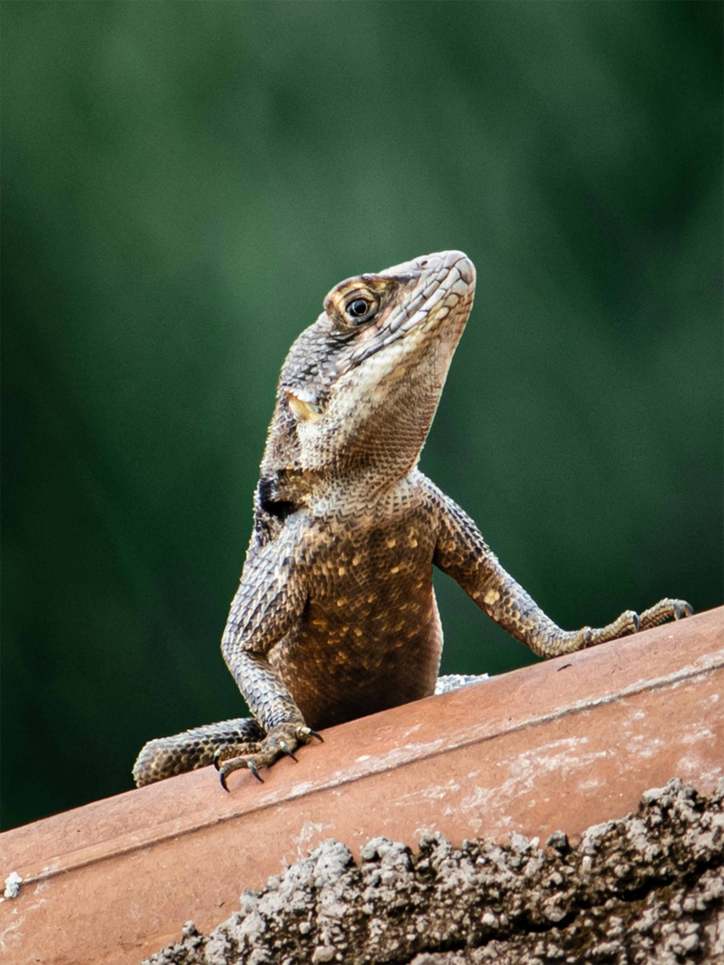 Brazilian lizard on a rooftop with green background