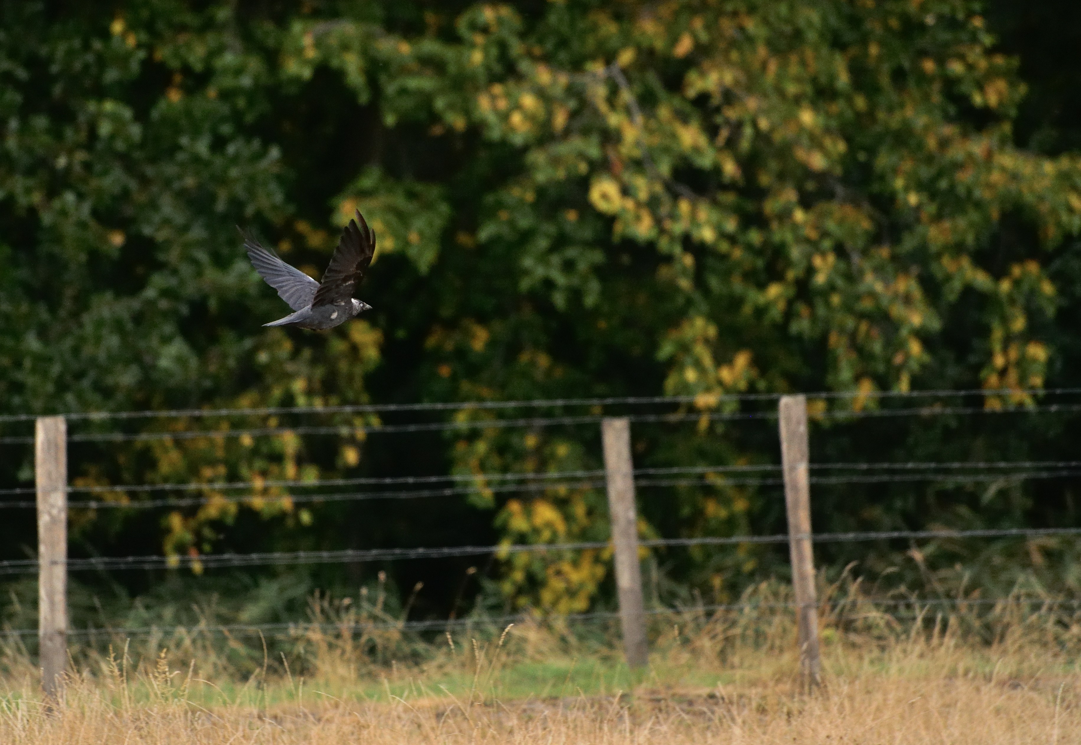 Mid-flight over a rustic fence against a golden field