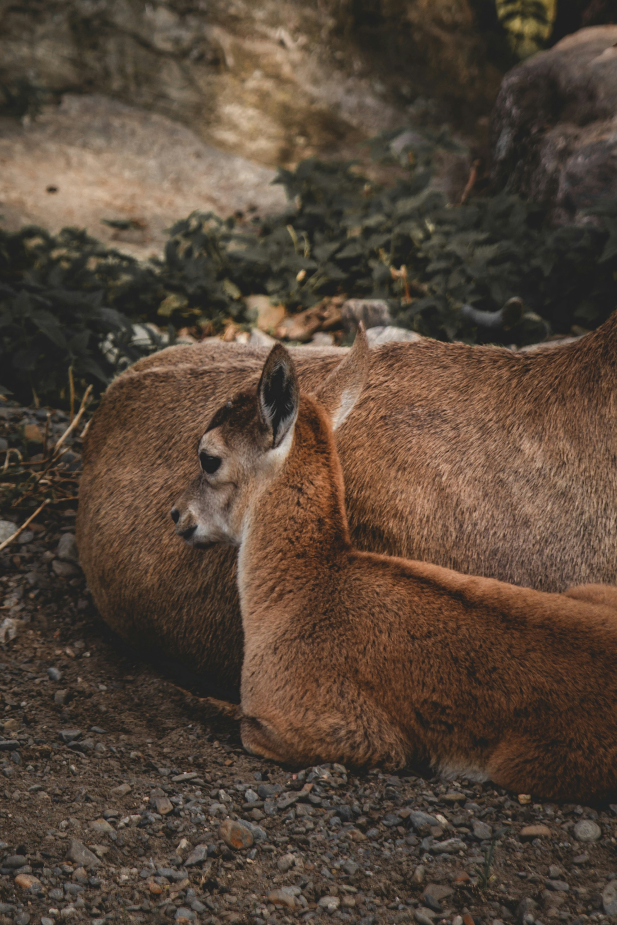 A couple of animals lying on the ground photo – Free Grey Image on Unsplash