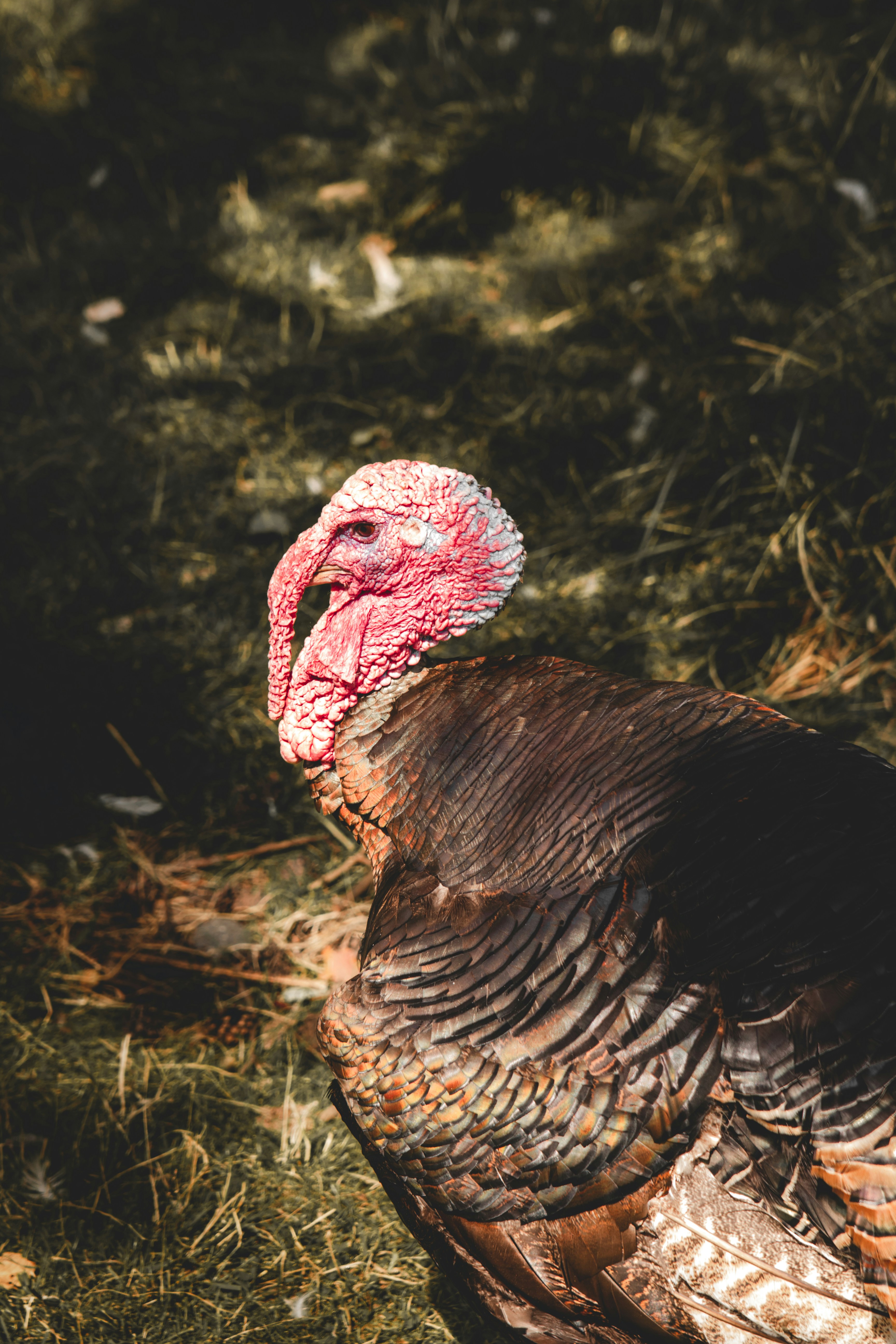 A turkey standing on a log photo – Free Turkey bird Image on Unsplash