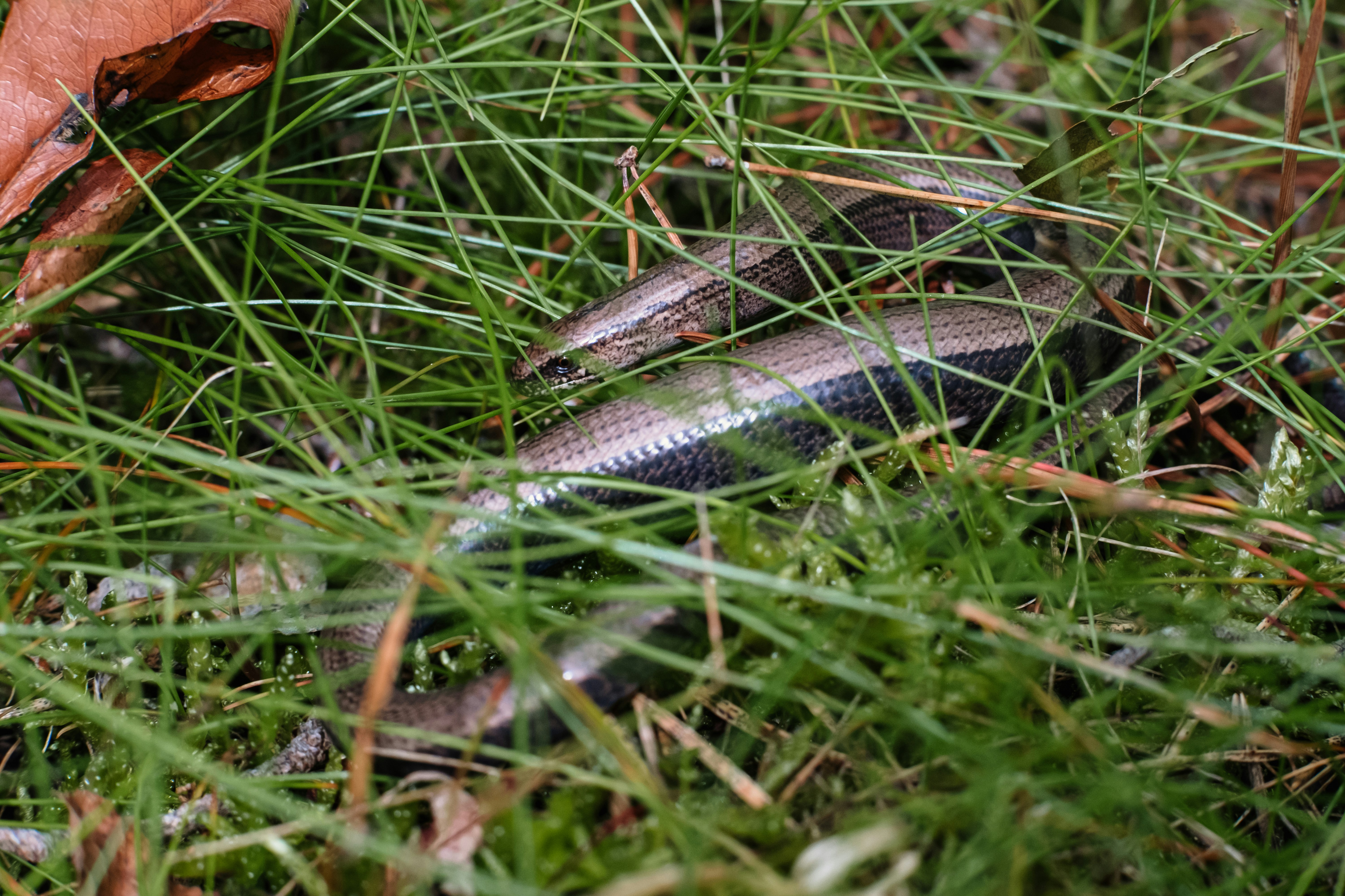 Grass-Coiled Silence: A Camouflaged Snake Hidden in Turf