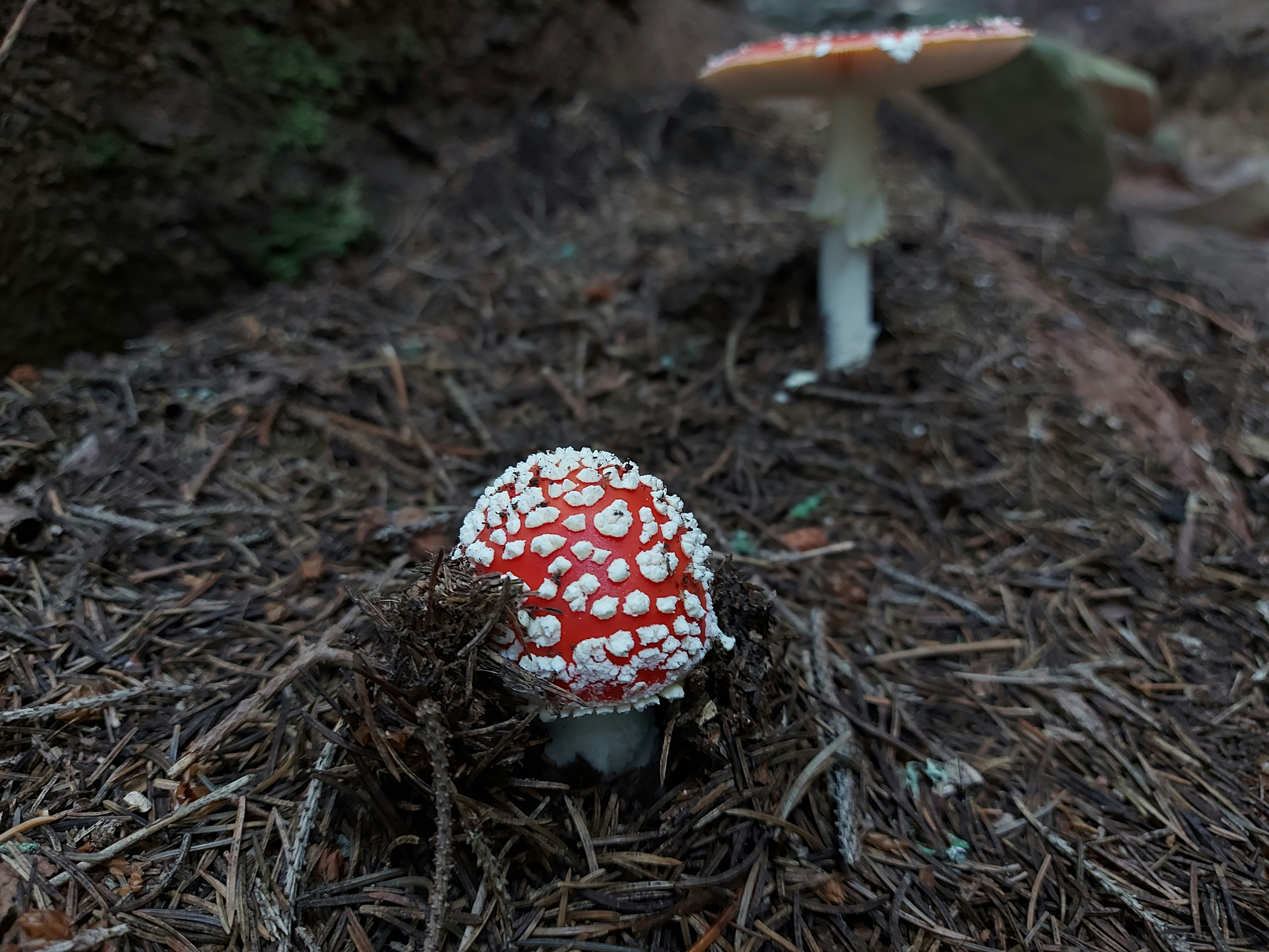 Red-Capped Amanita Emerges from a Pine-Needle Carpet