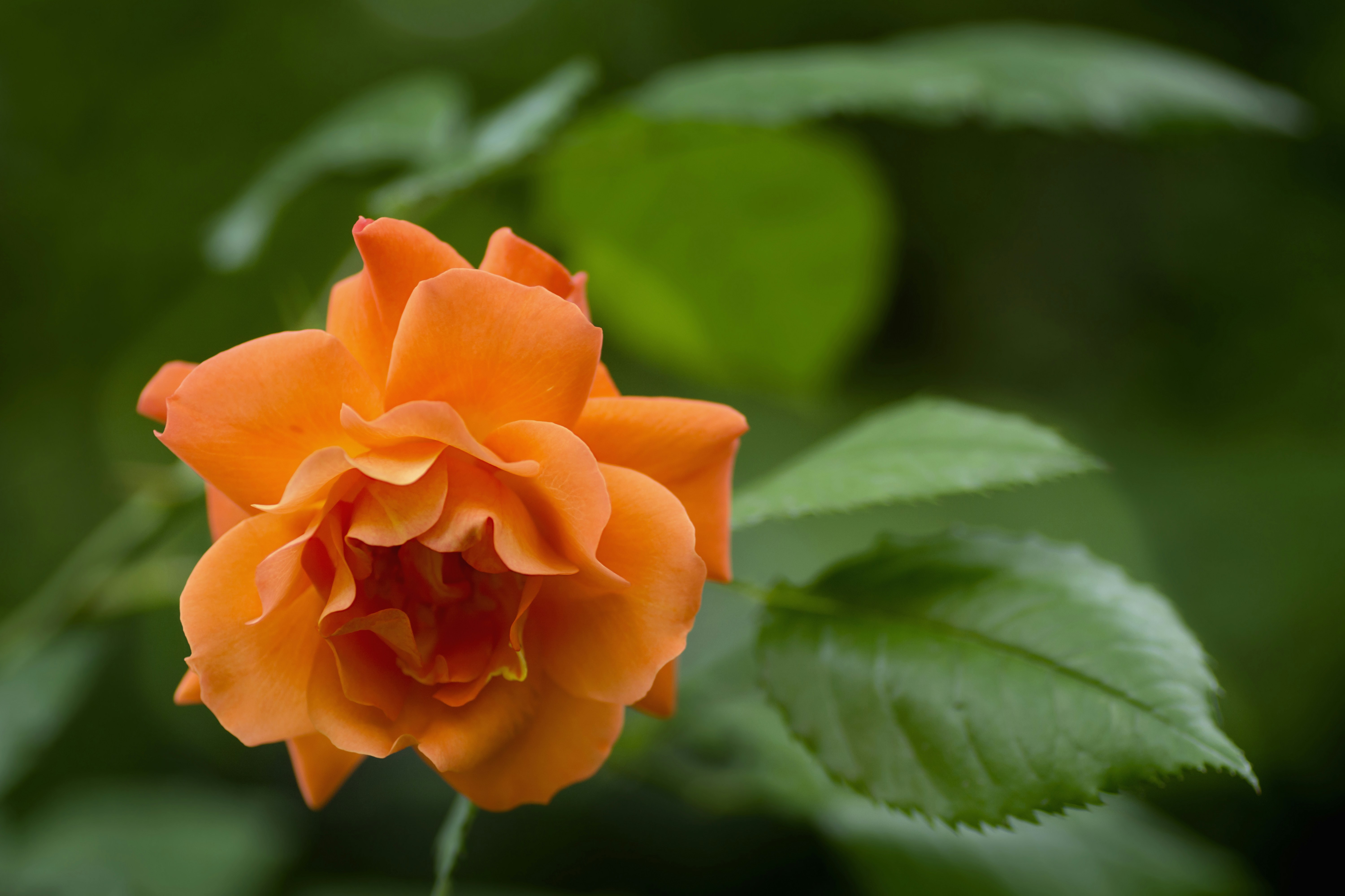 A flower with leaves photo – Free Background Image on Unsplash