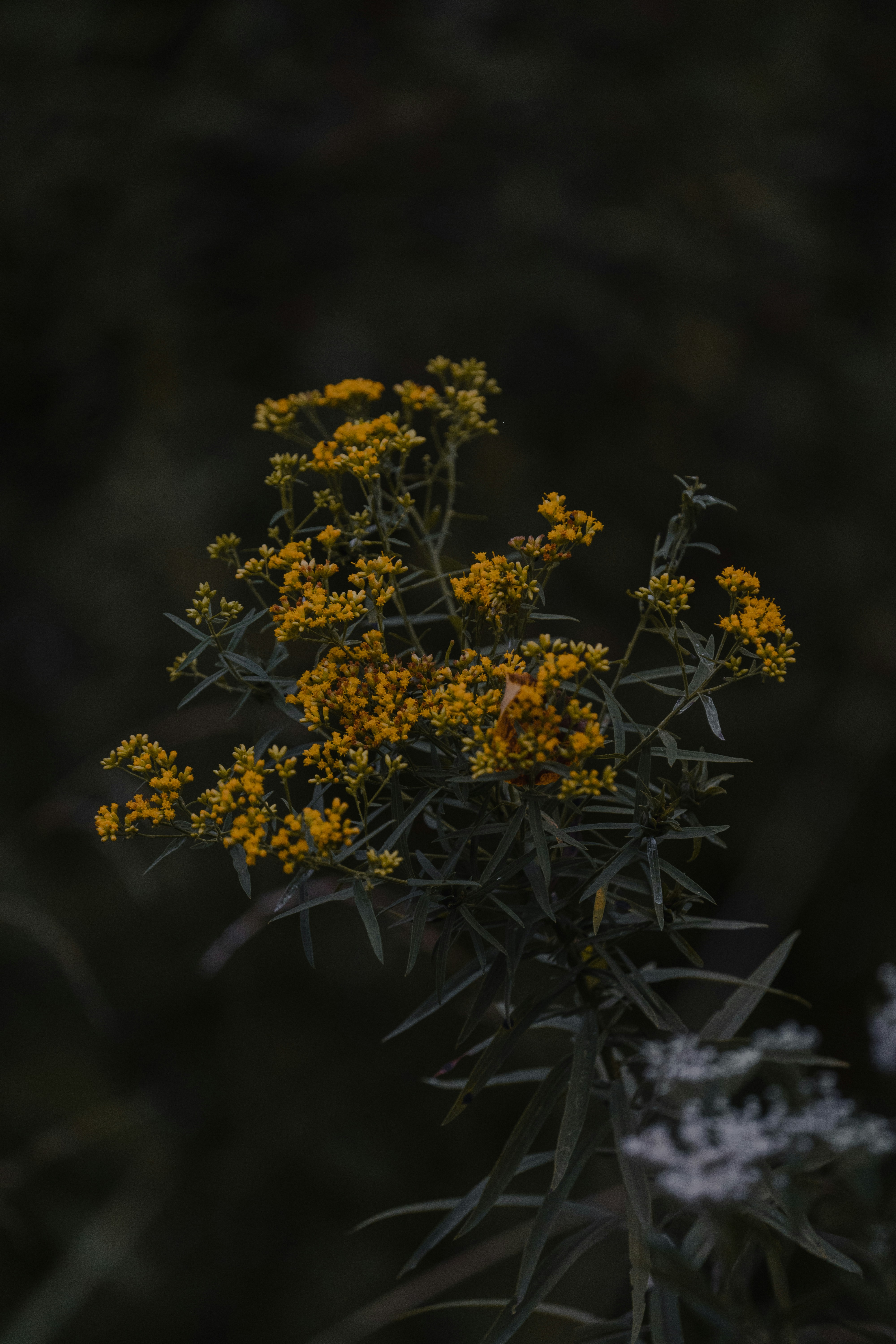 a close up of a plant