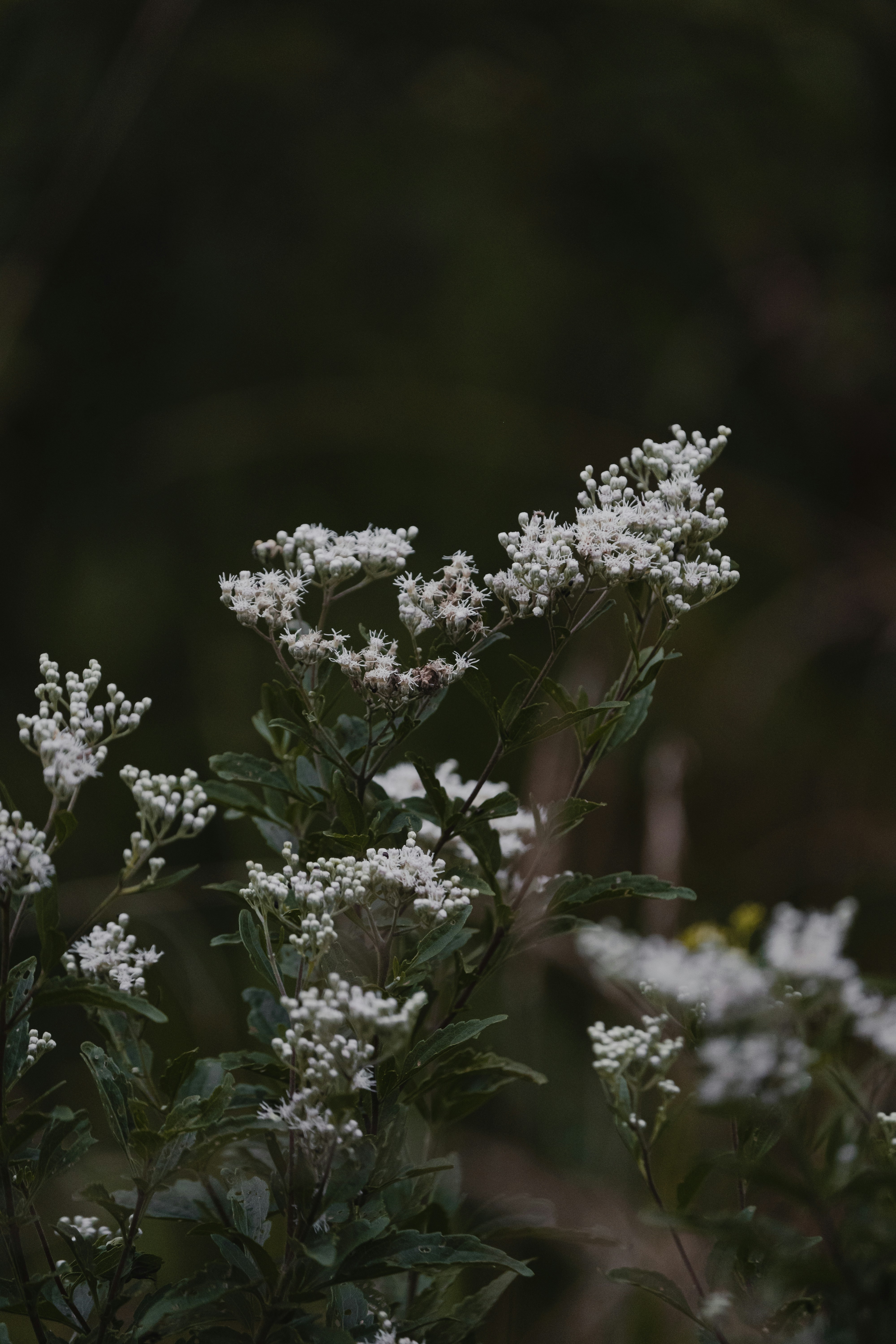 a close up of some flowers