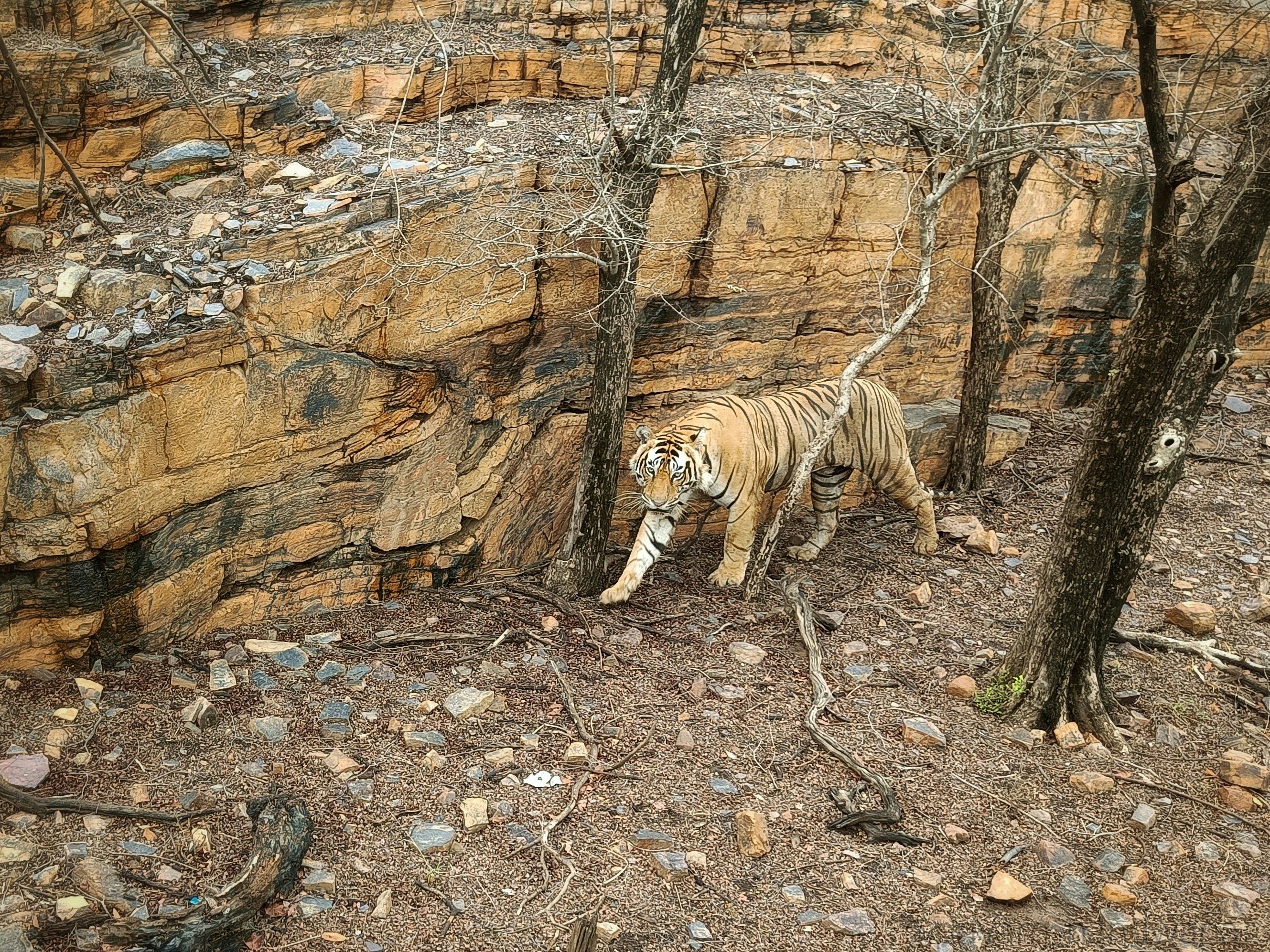 A tiger gracefully navigating a rocky terrain, surrounded by bare trees and earthy tones. The scene captures the essence of the wild.