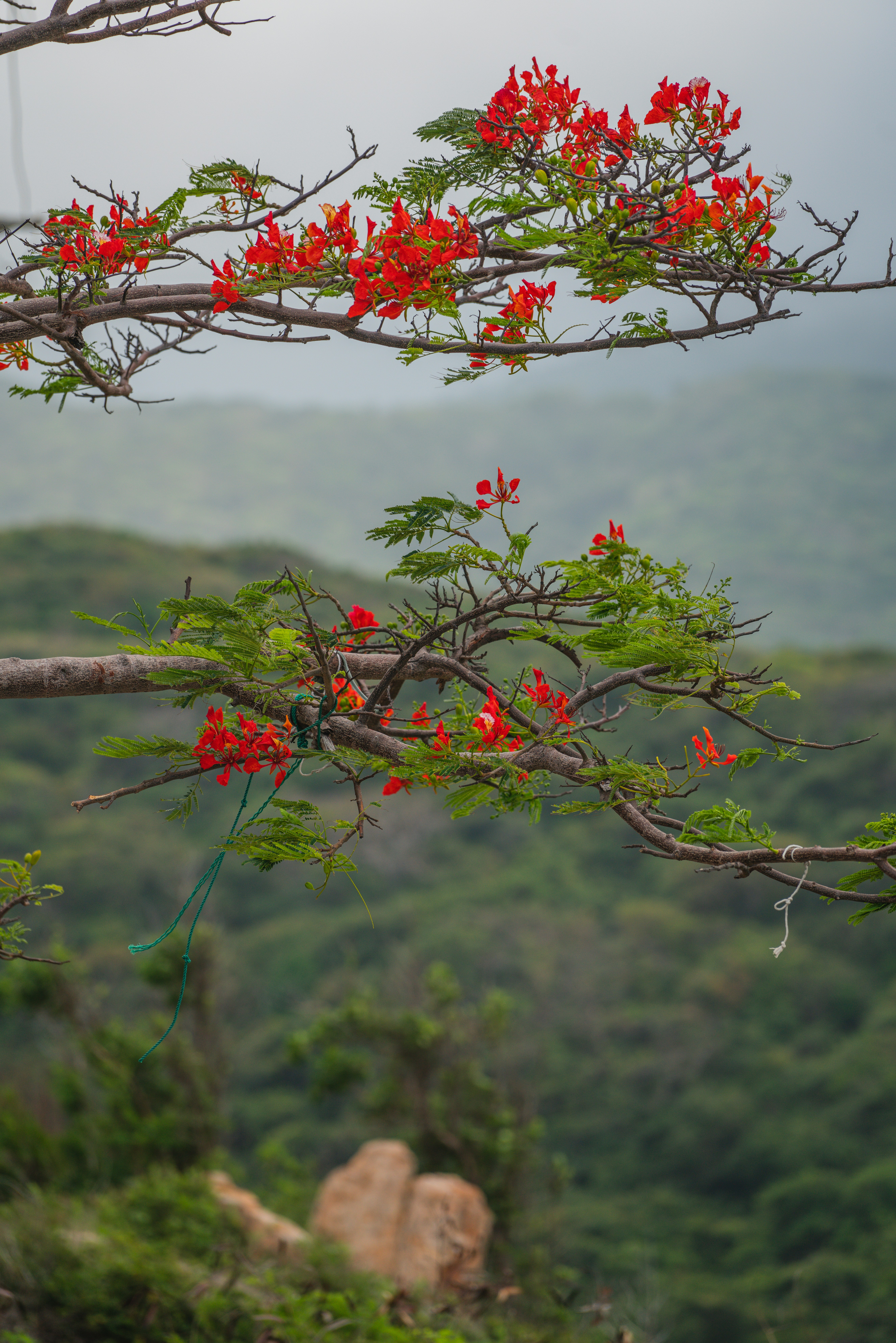 Un arbre aux fleurs rouges photo – Image gratuite de Essaim sur Unsplash