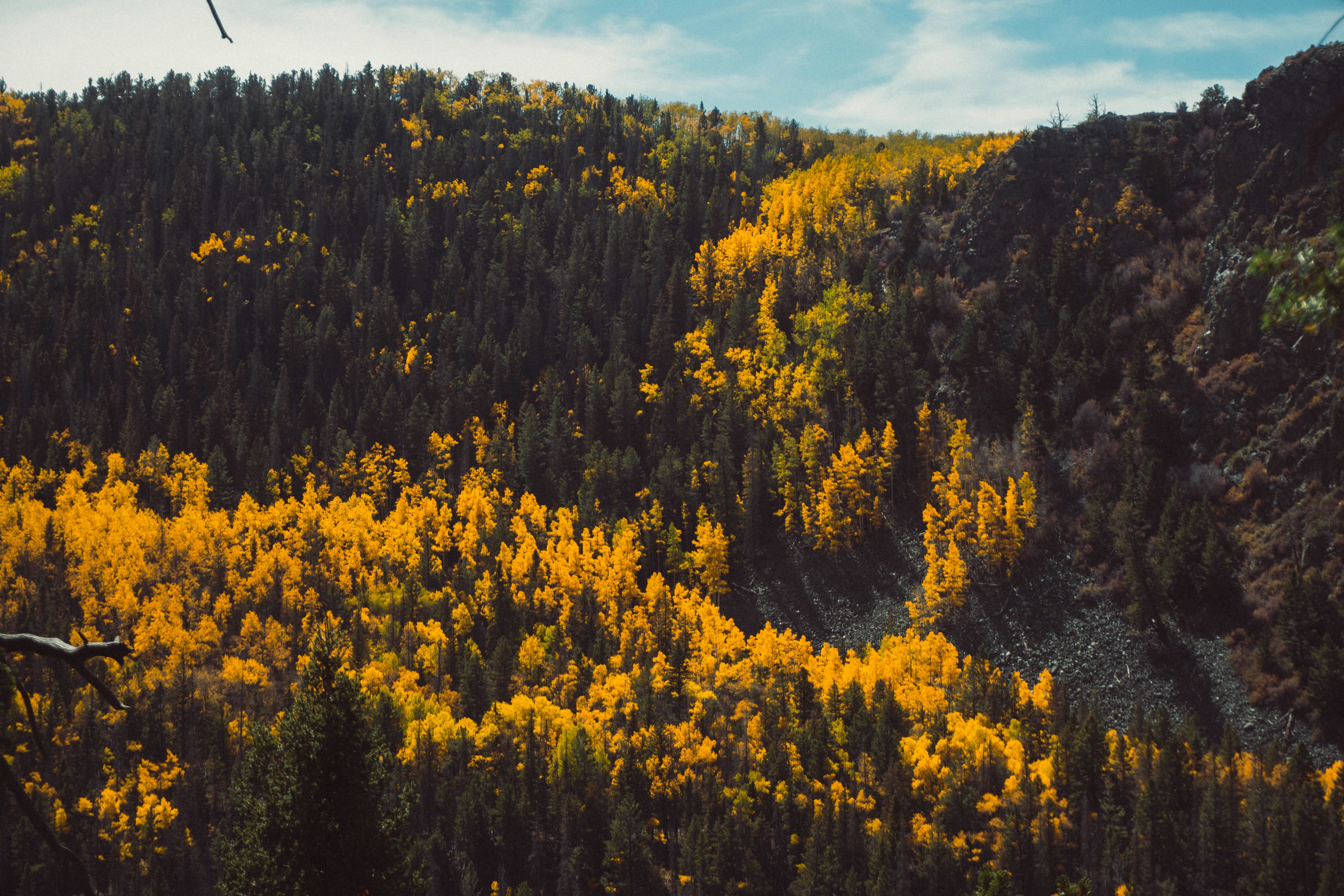 Golden hillside: autumn aspen canopy cascades down a forested slope