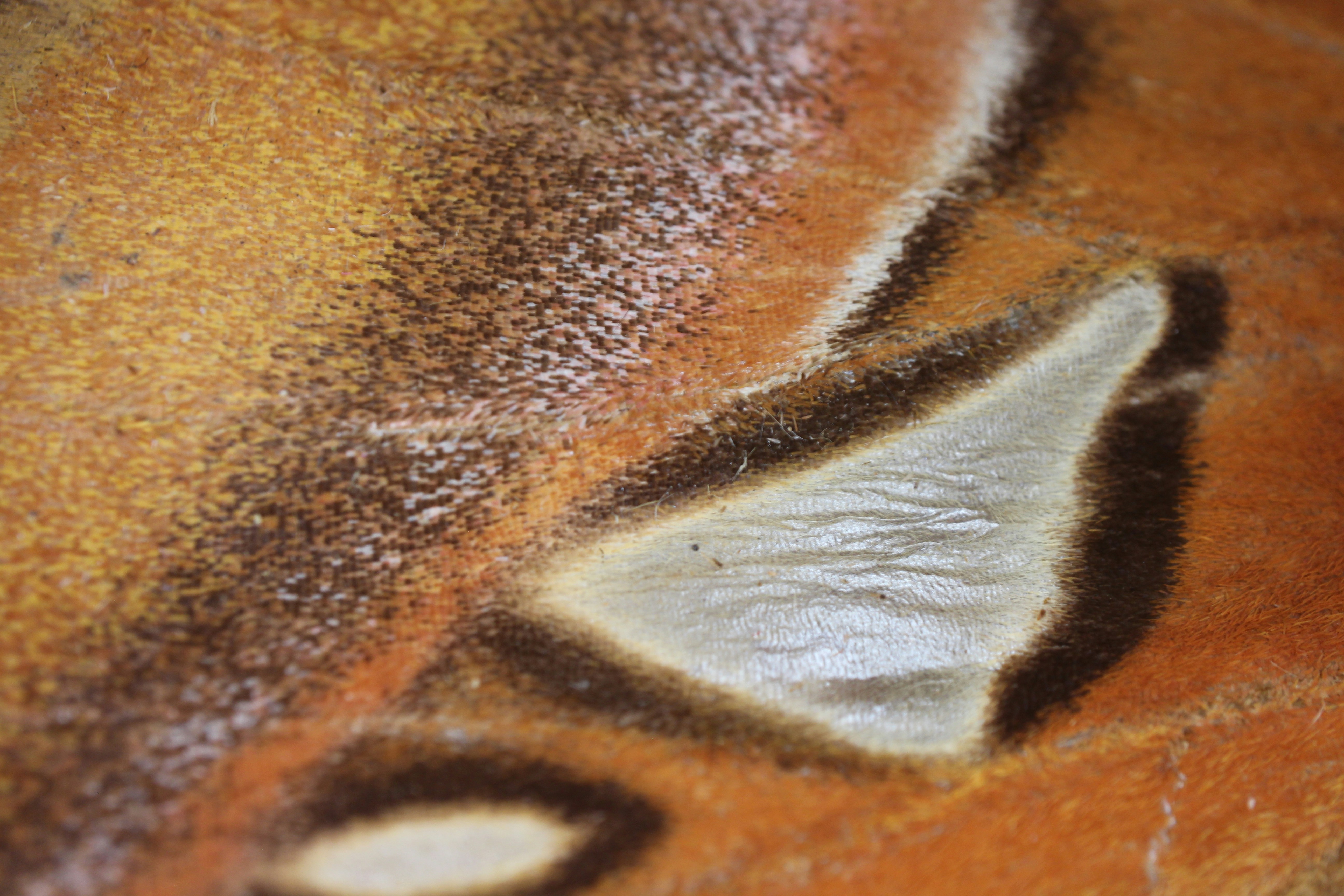 Ember Patch: Macro Portrait of a Butterfly Wing's Textured Triangle