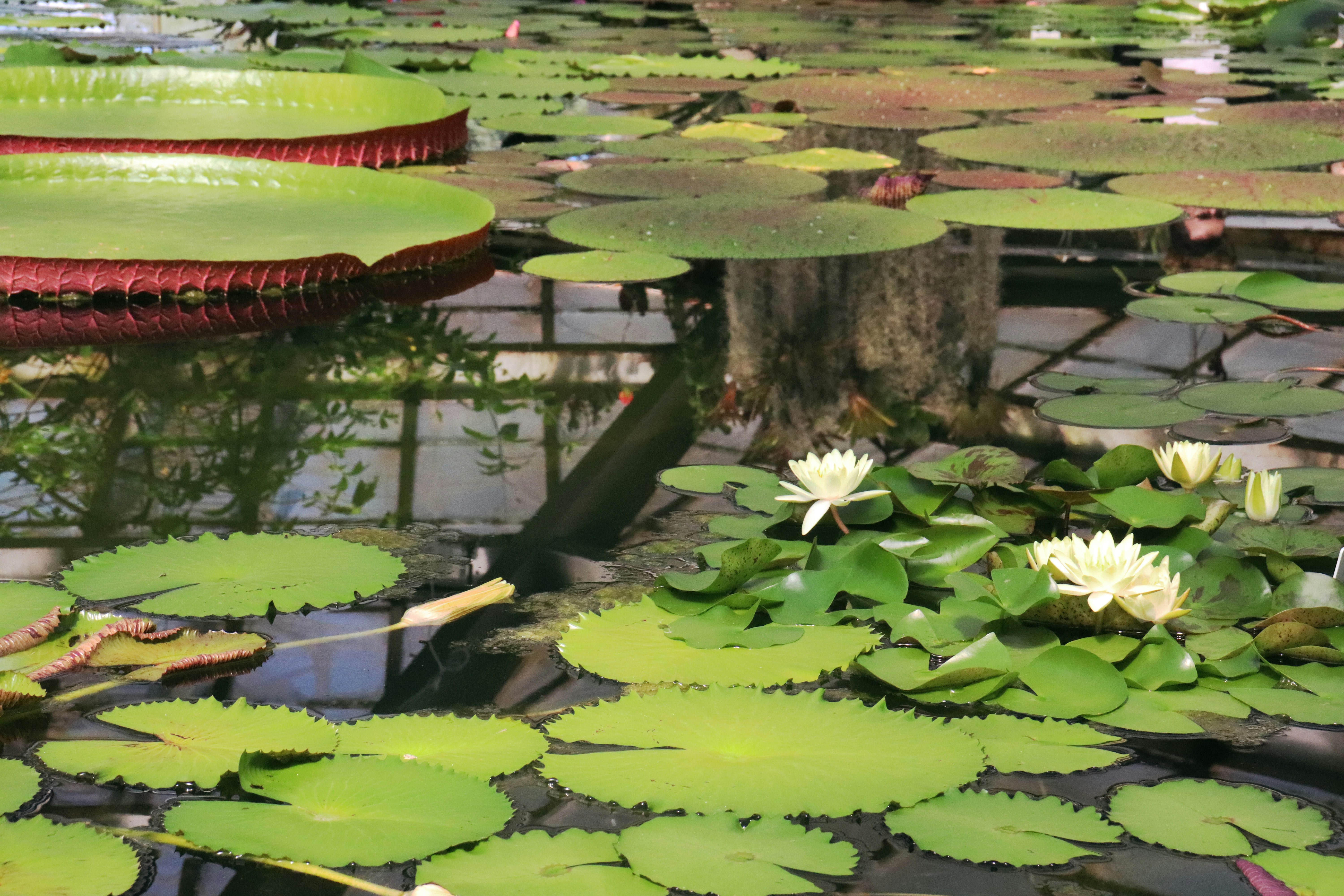 Lily Pond in Dappled Light