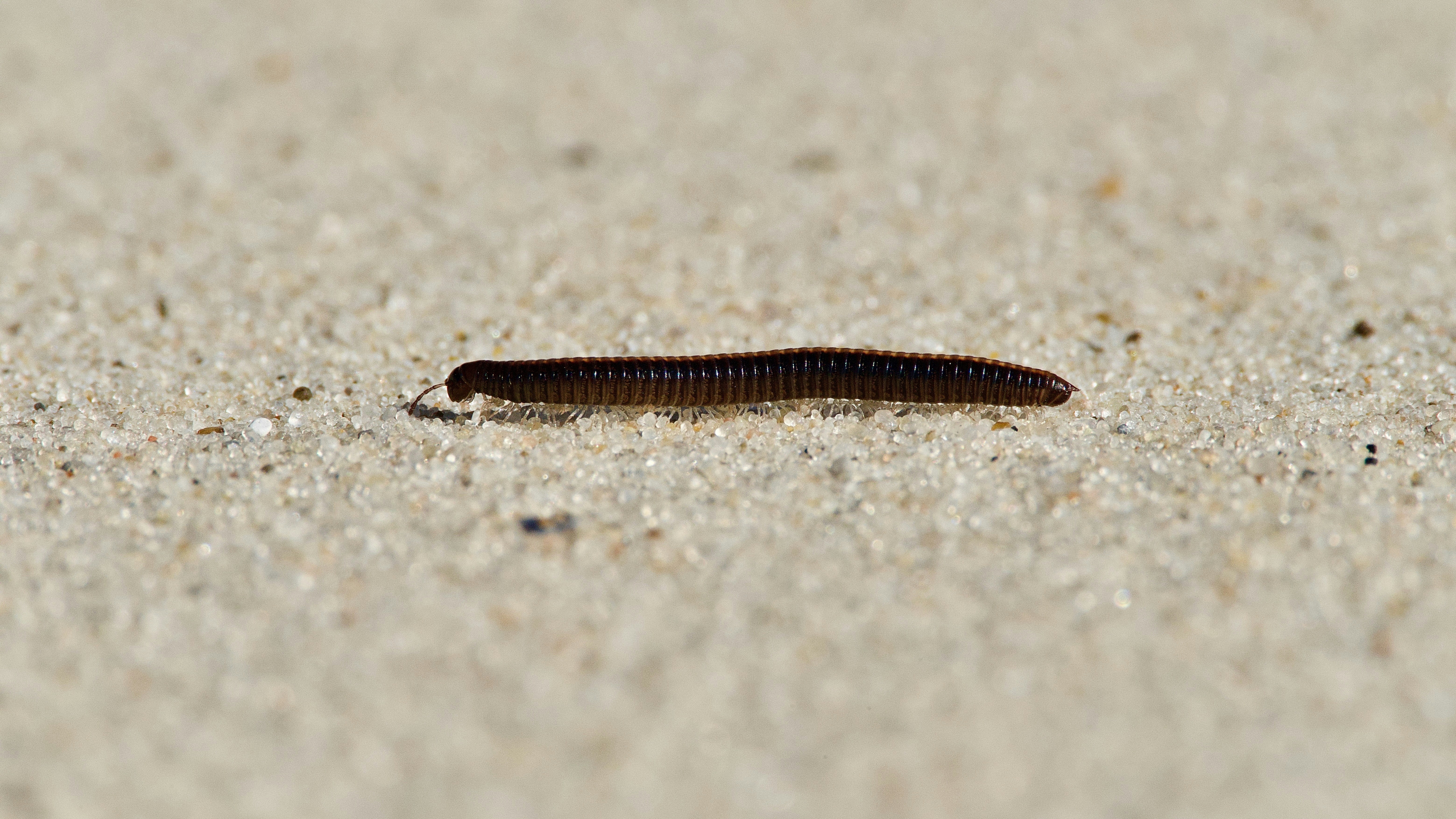 Un serpent noir et blanc sur le sol photo – Photo Multitâche Gratuite ...
