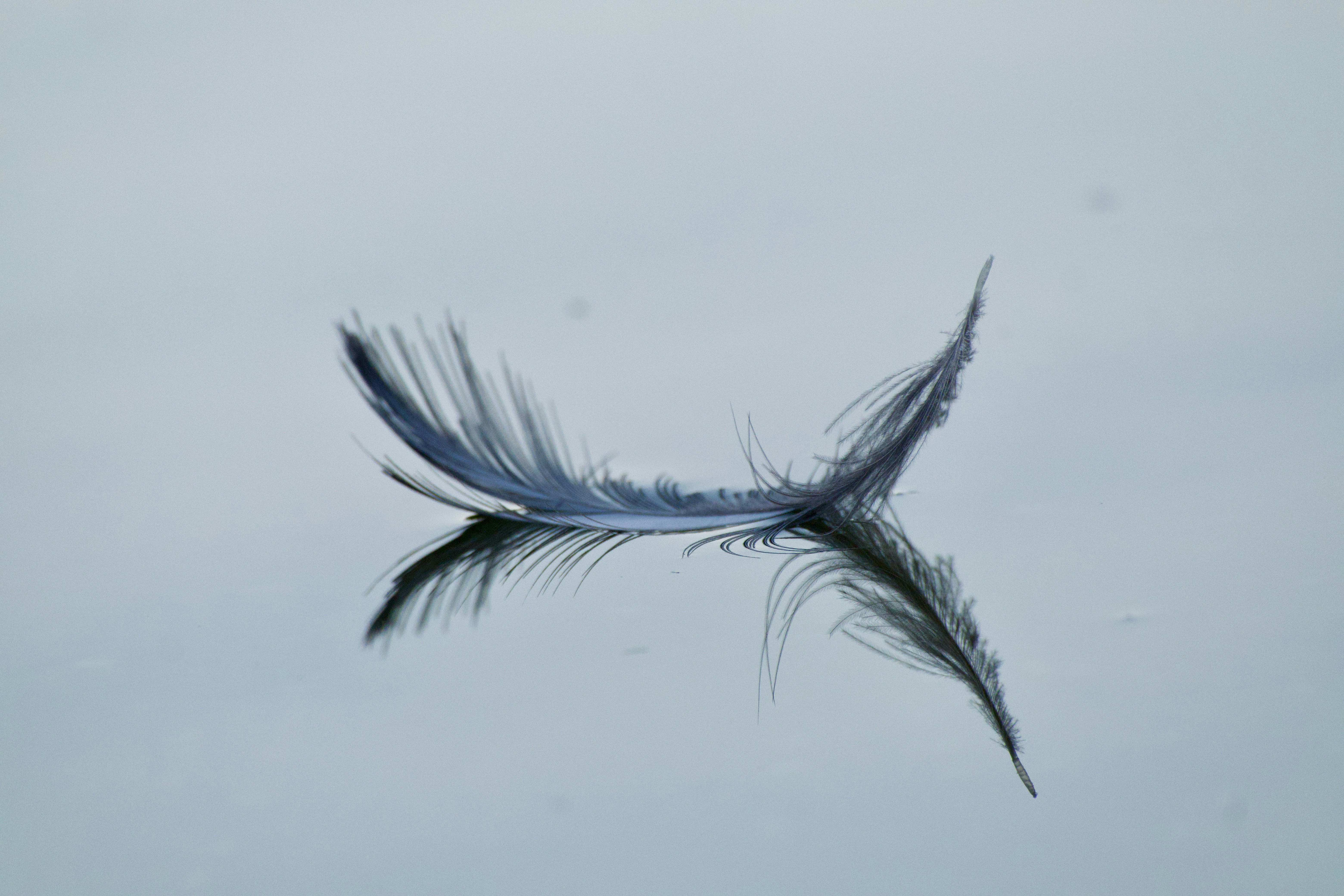 A close-up of a feather photo – Free Calm Image on Unsplash