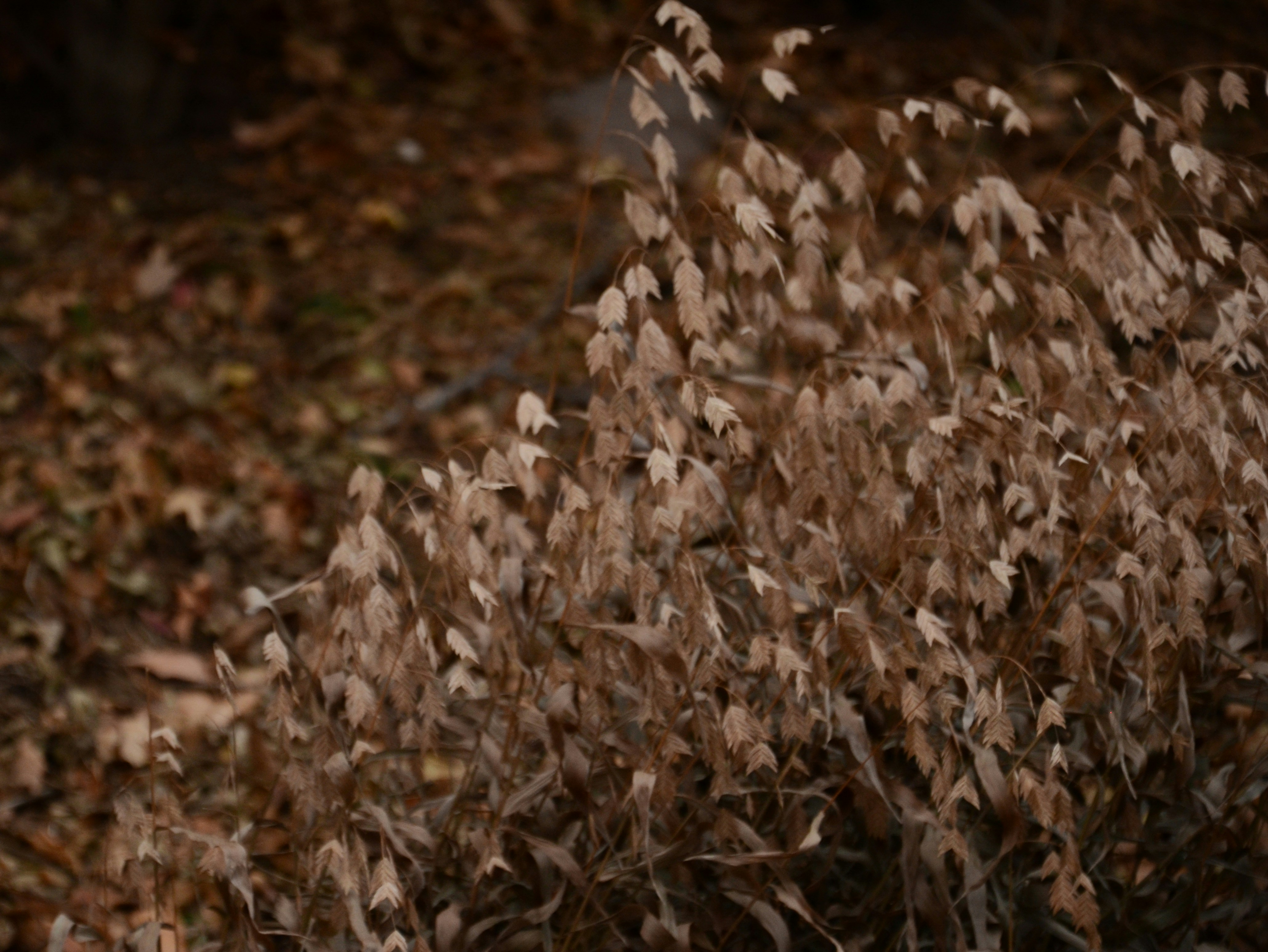 Autumnal grasses in a muted woodland glow