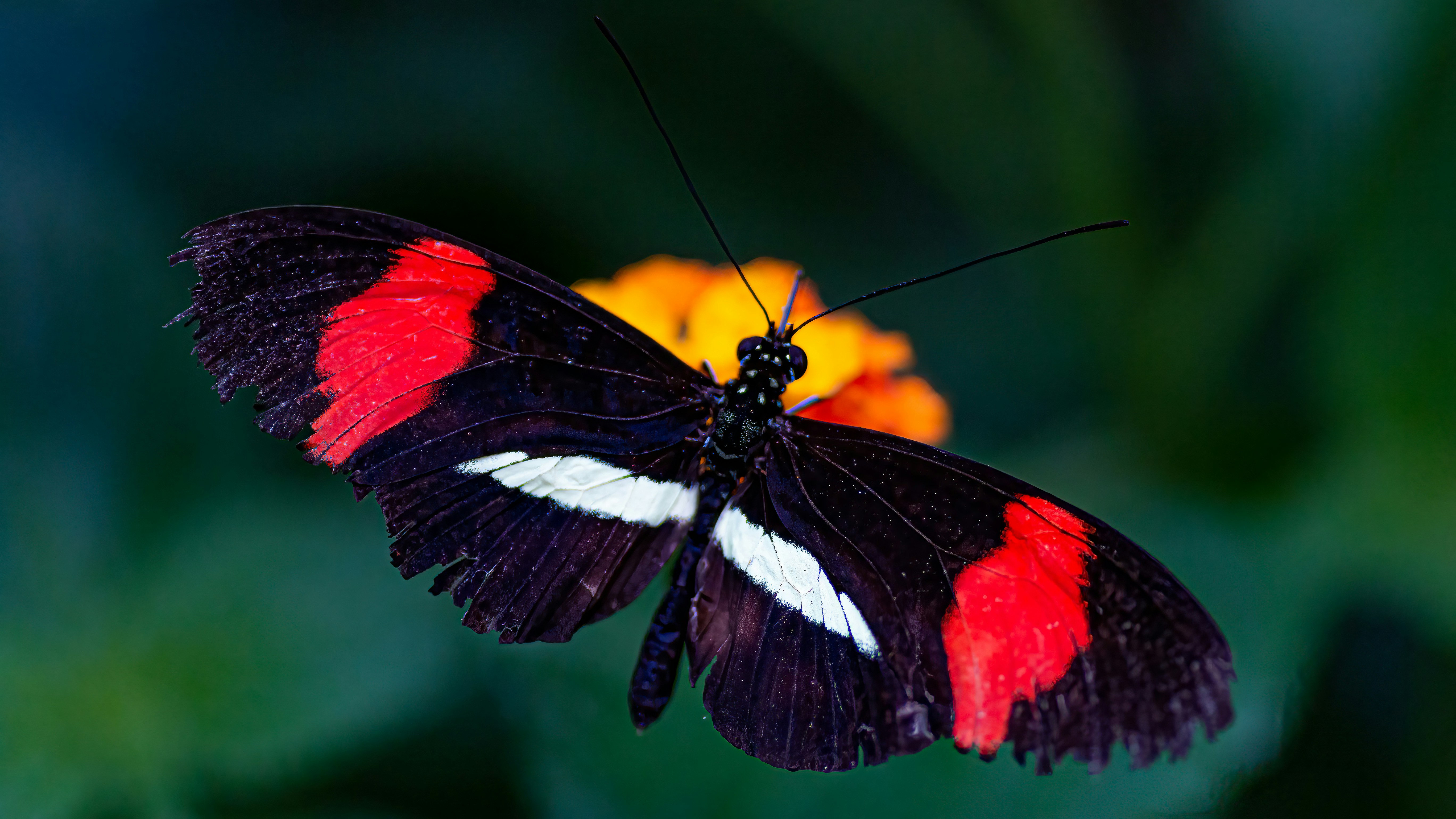 Vivid Red-Black Wings: A Butterfly in Focus Above a Bright Floral Accent