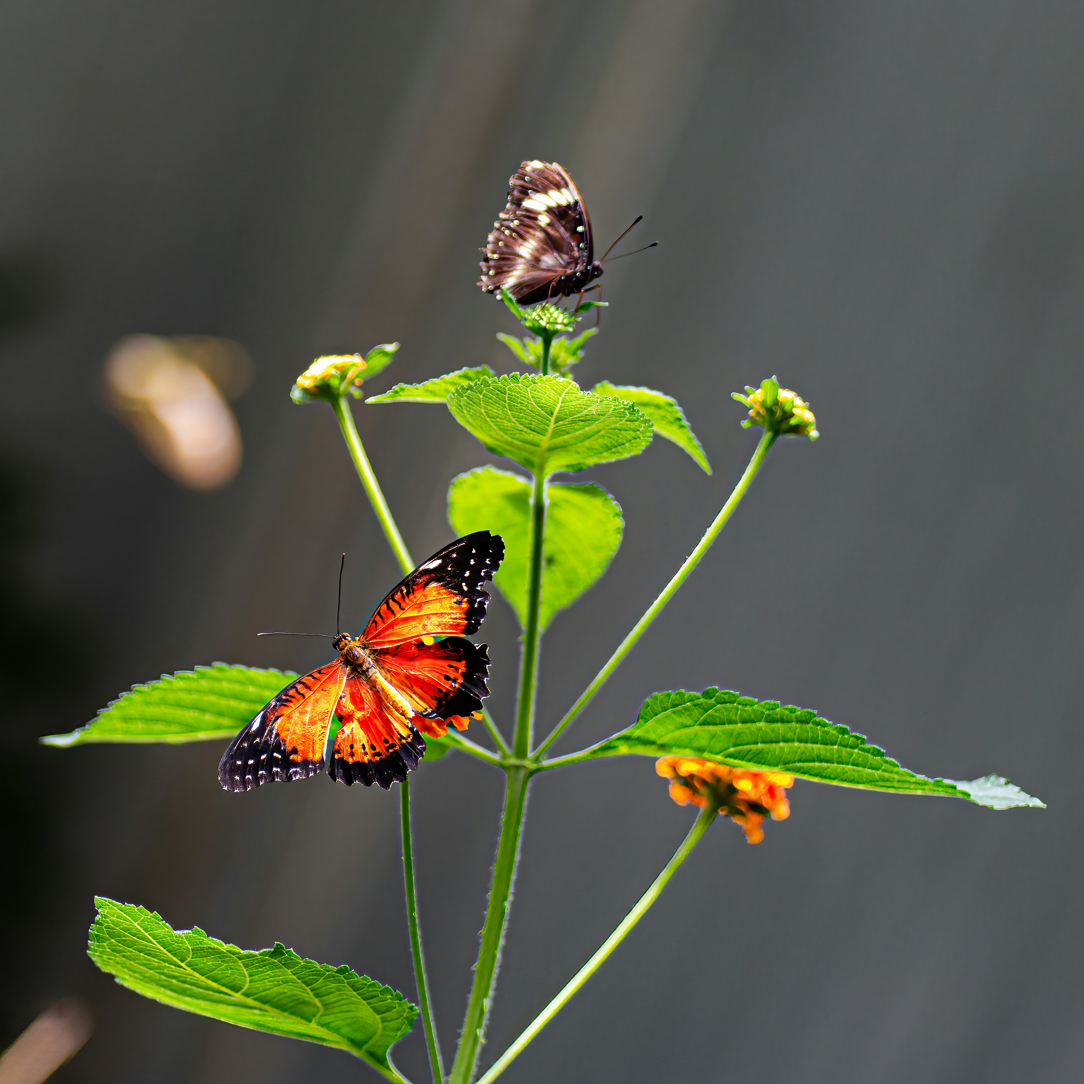 Fluttering Orange Wings Frame a Delicate Green Stem