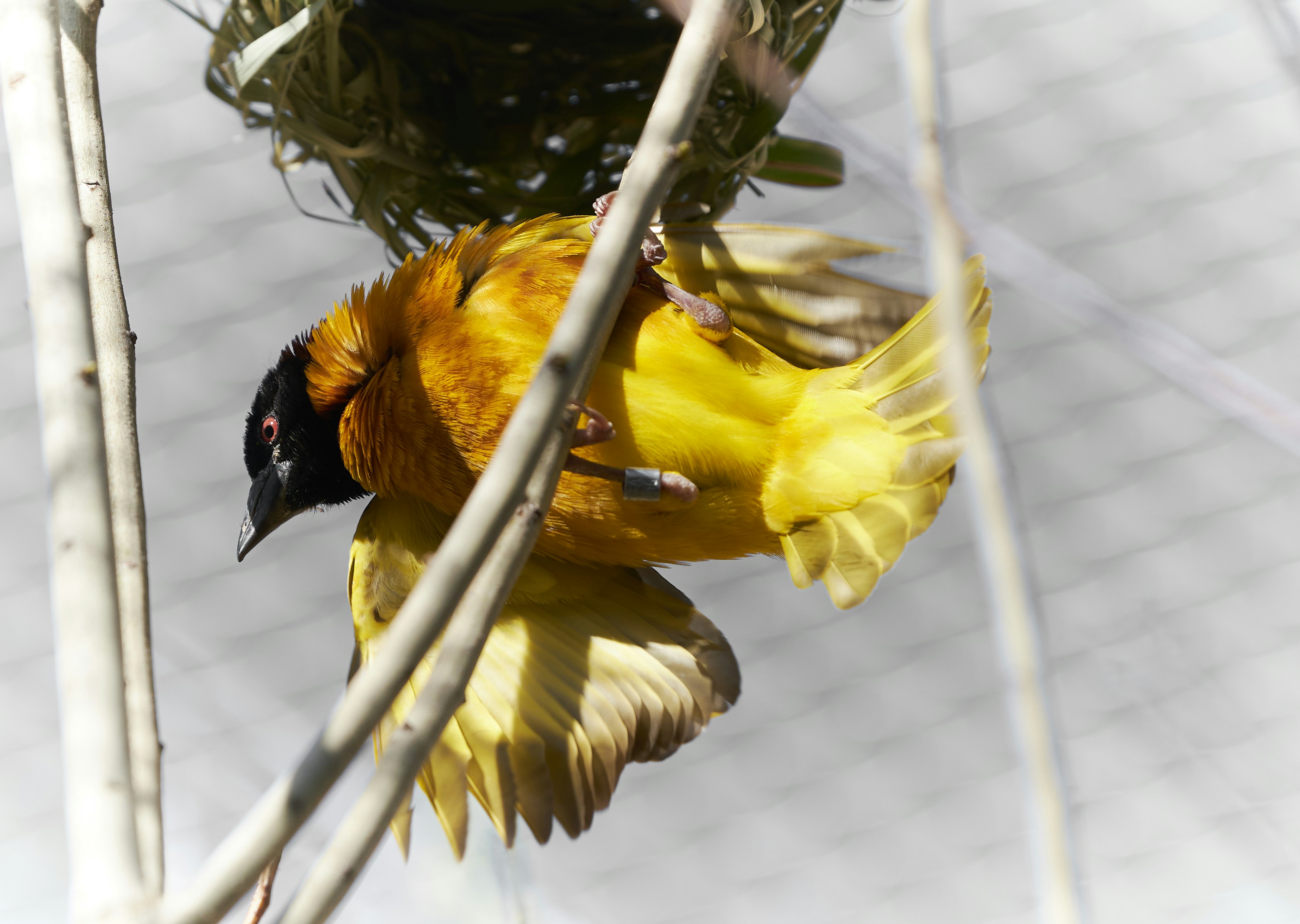 Golden Ember Between Branches and Mesh