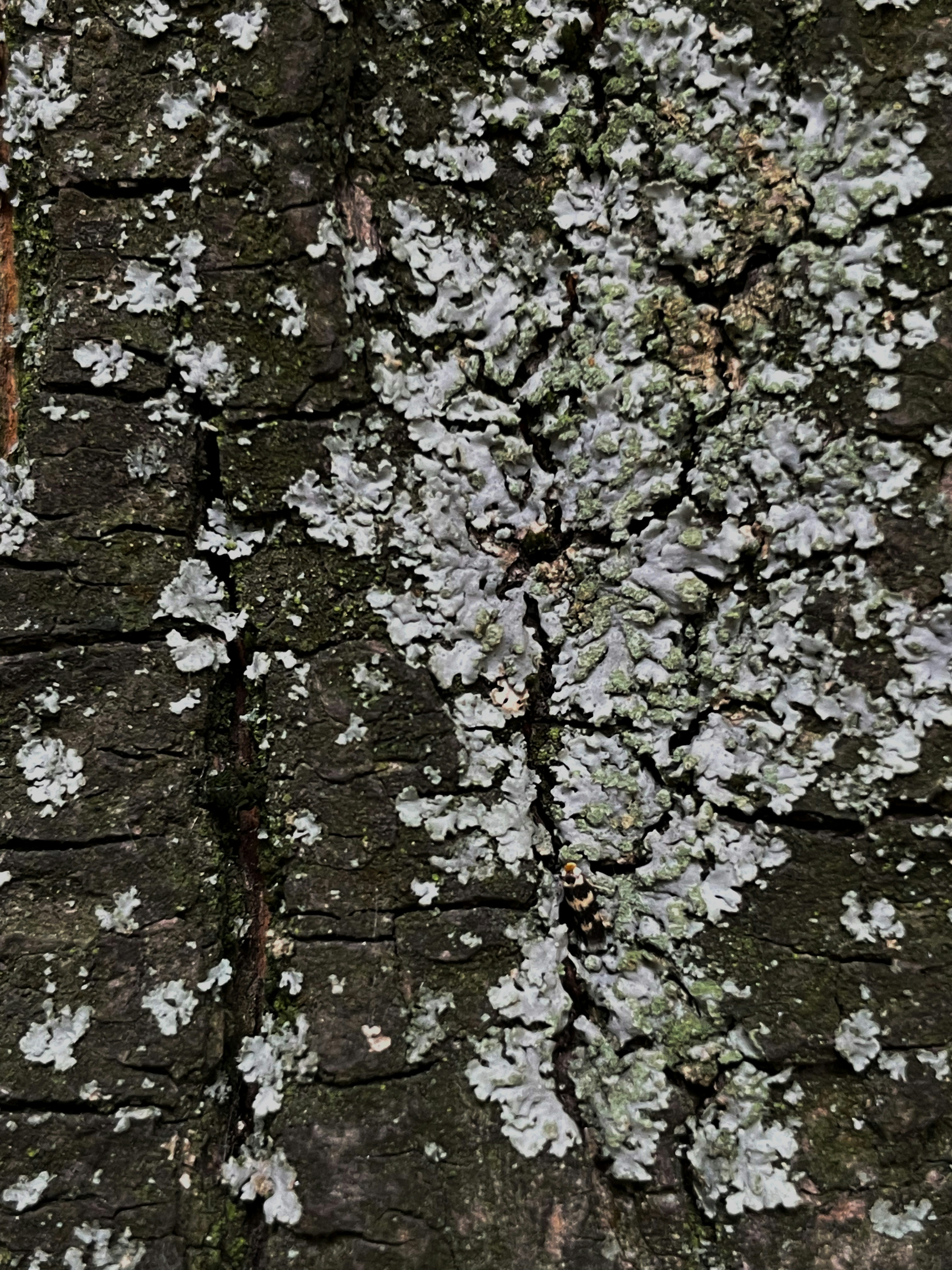 a close up of a tree bark